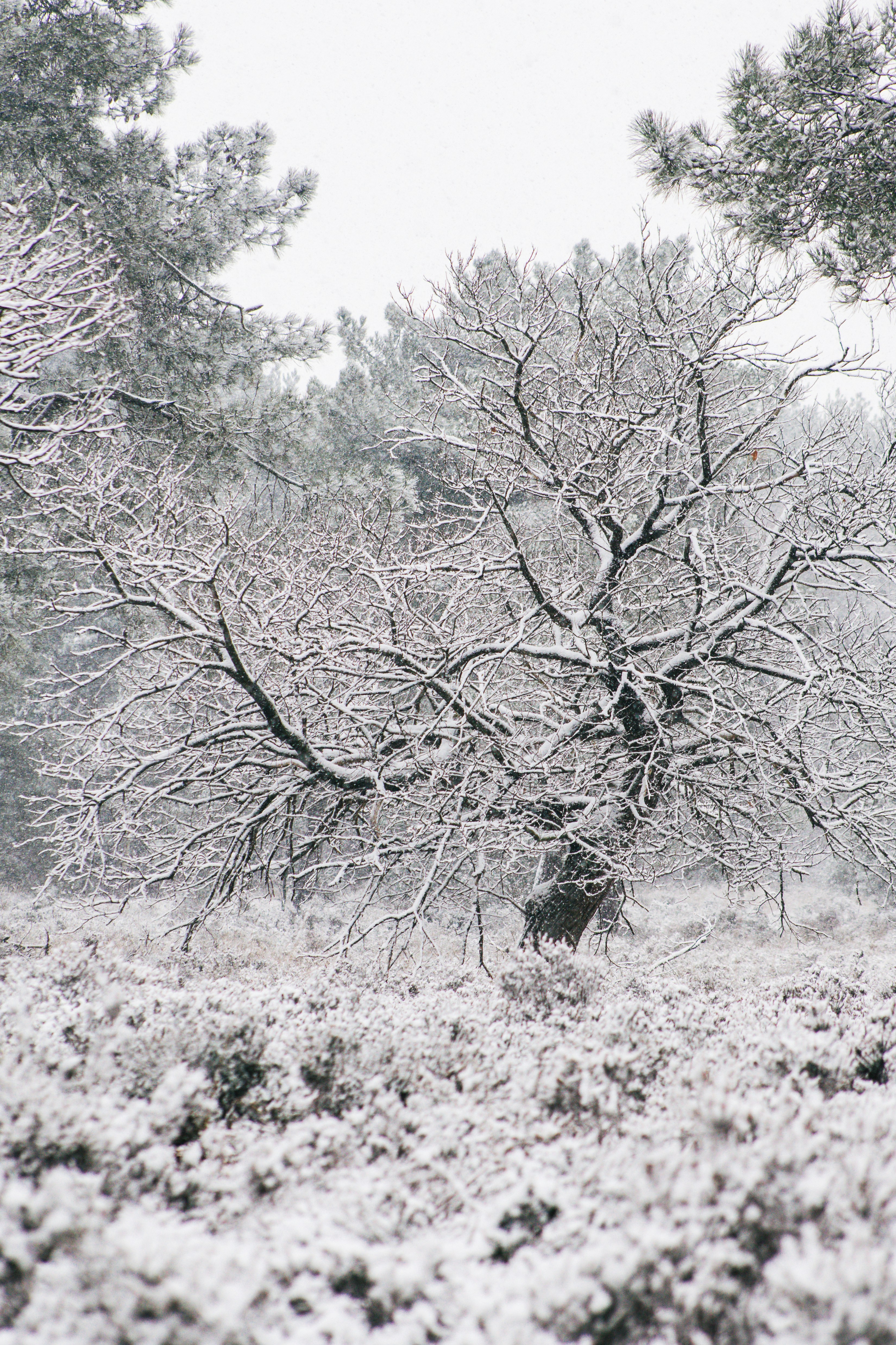 Snowbound Branches: A Silent Winter Cantata