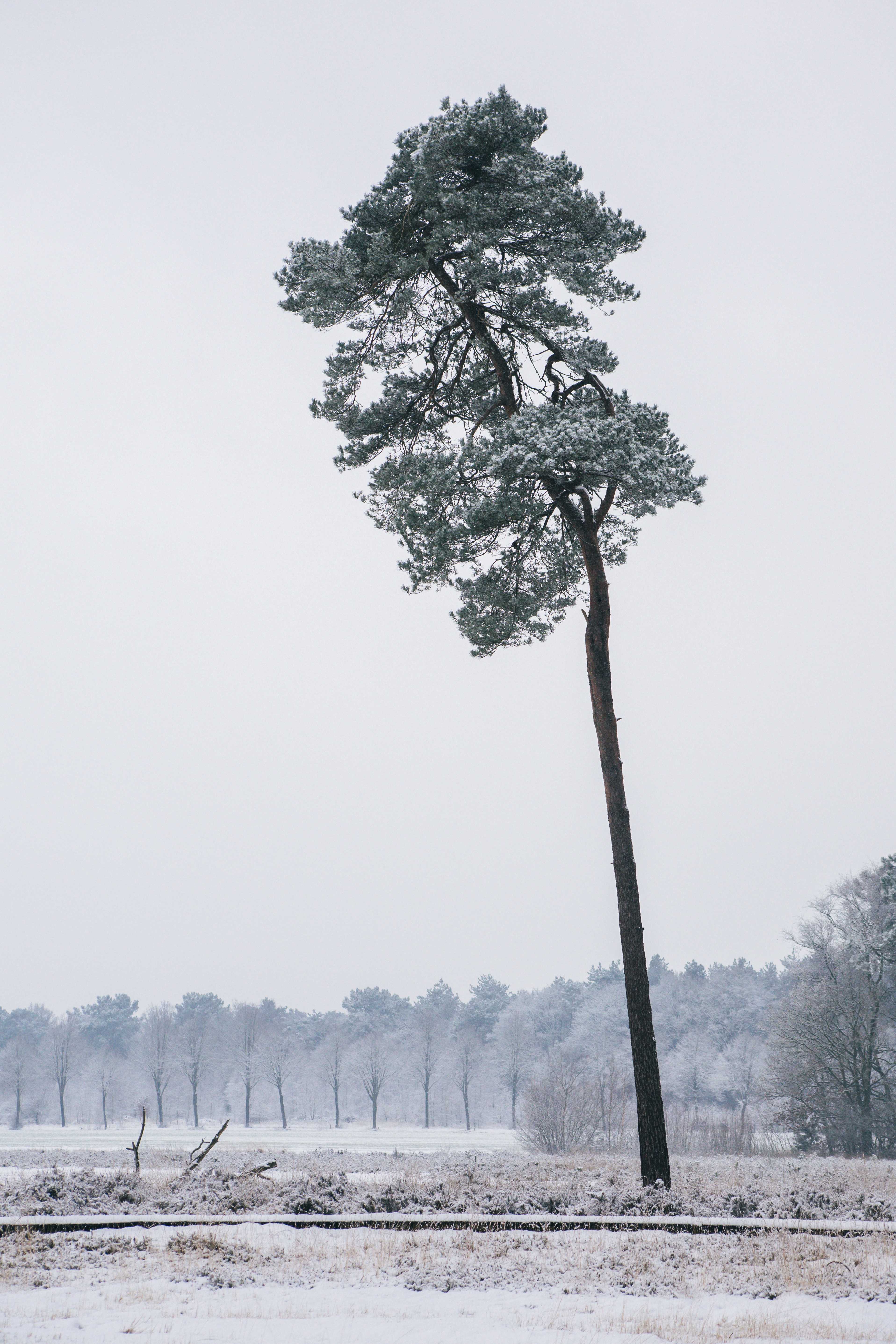Spindly Pine Reaching into Quiet Winter Light