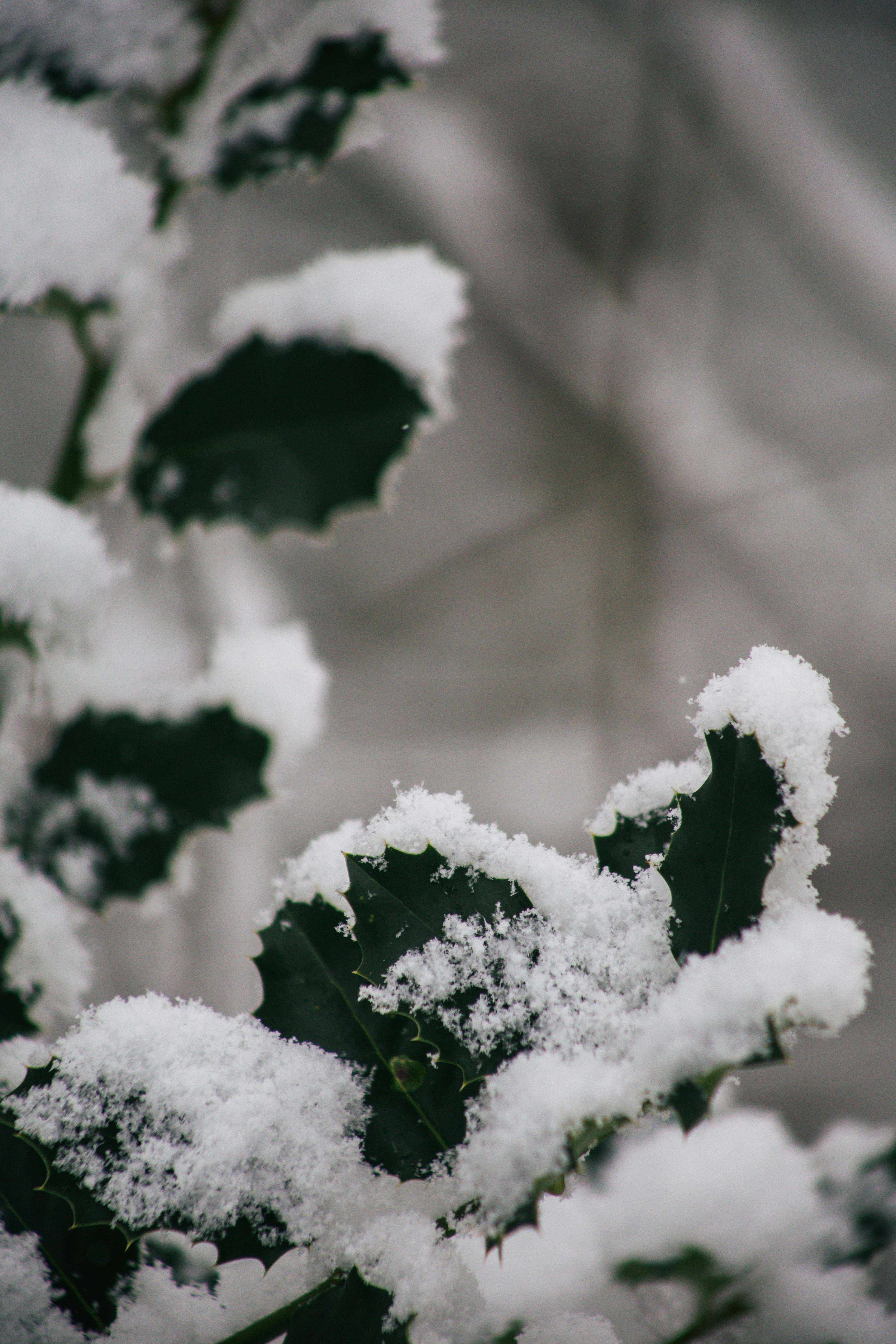 Snow-kissed Holly Boughs: A Quiet Winter Close-Up