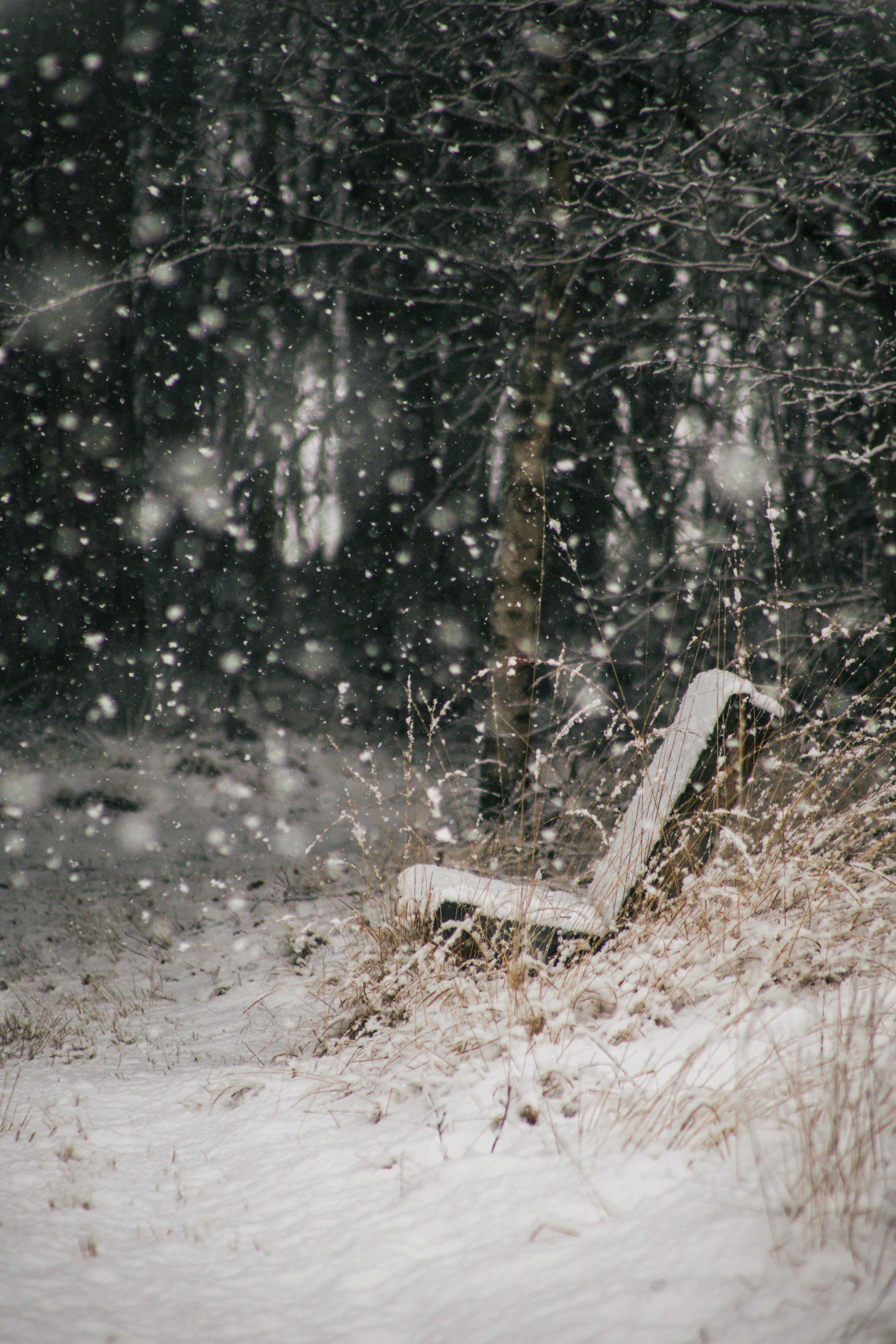 Winter Rest on a Snowlit Slope