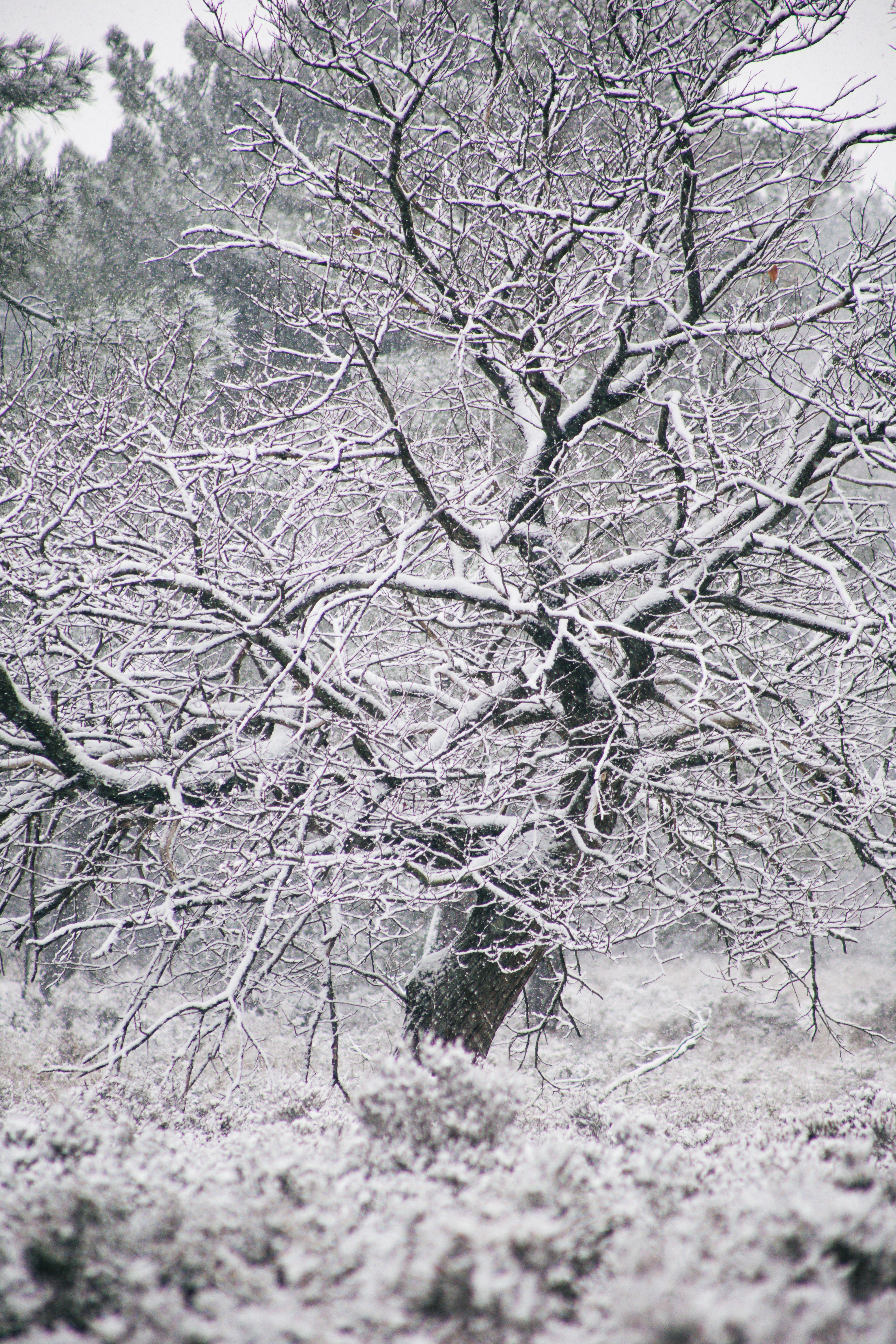 Winter Sentinel: Snow-Laced Branches Framing a Quiet Wood