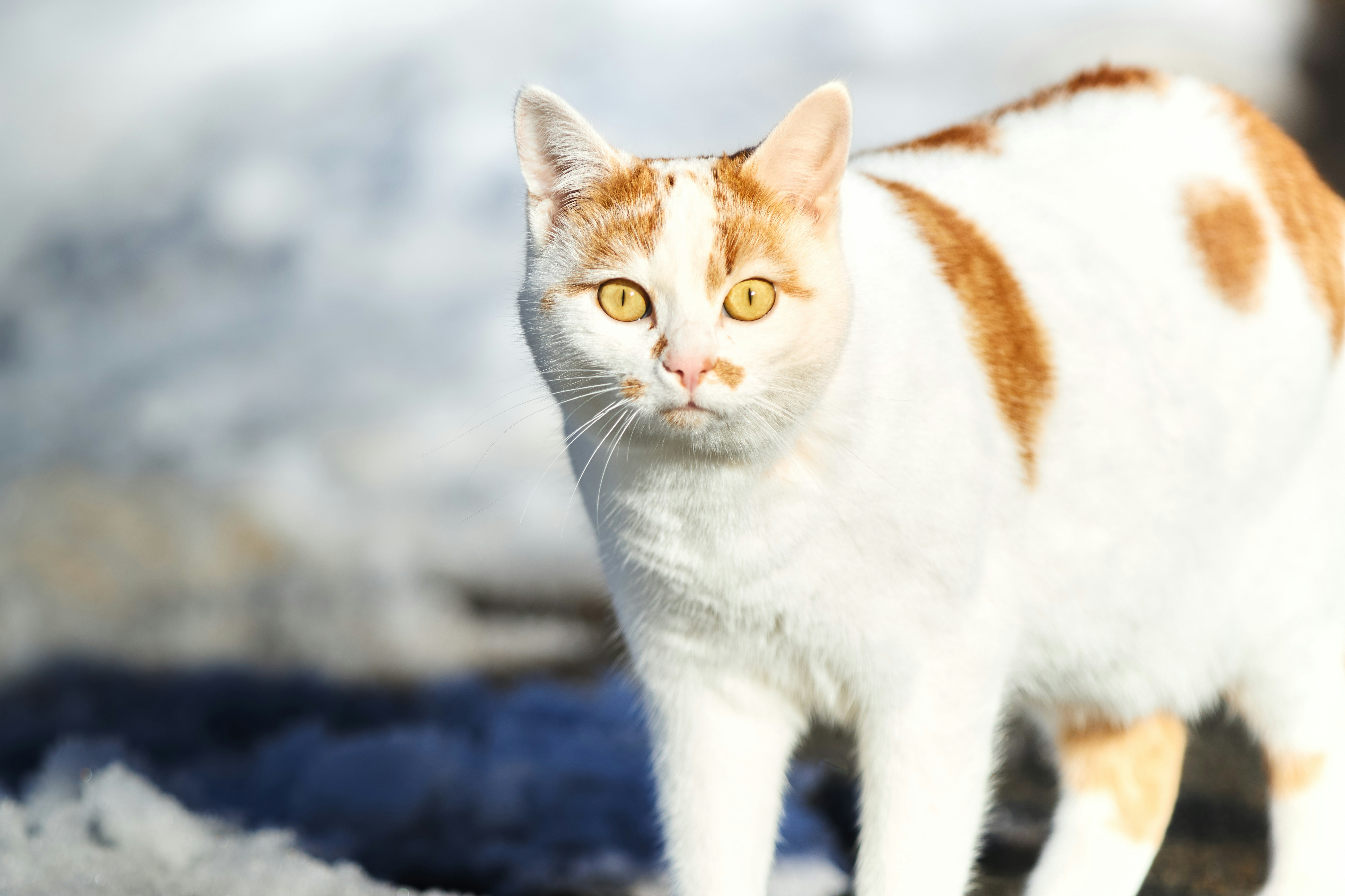 Golden-eyed Wanderer in Snowlight