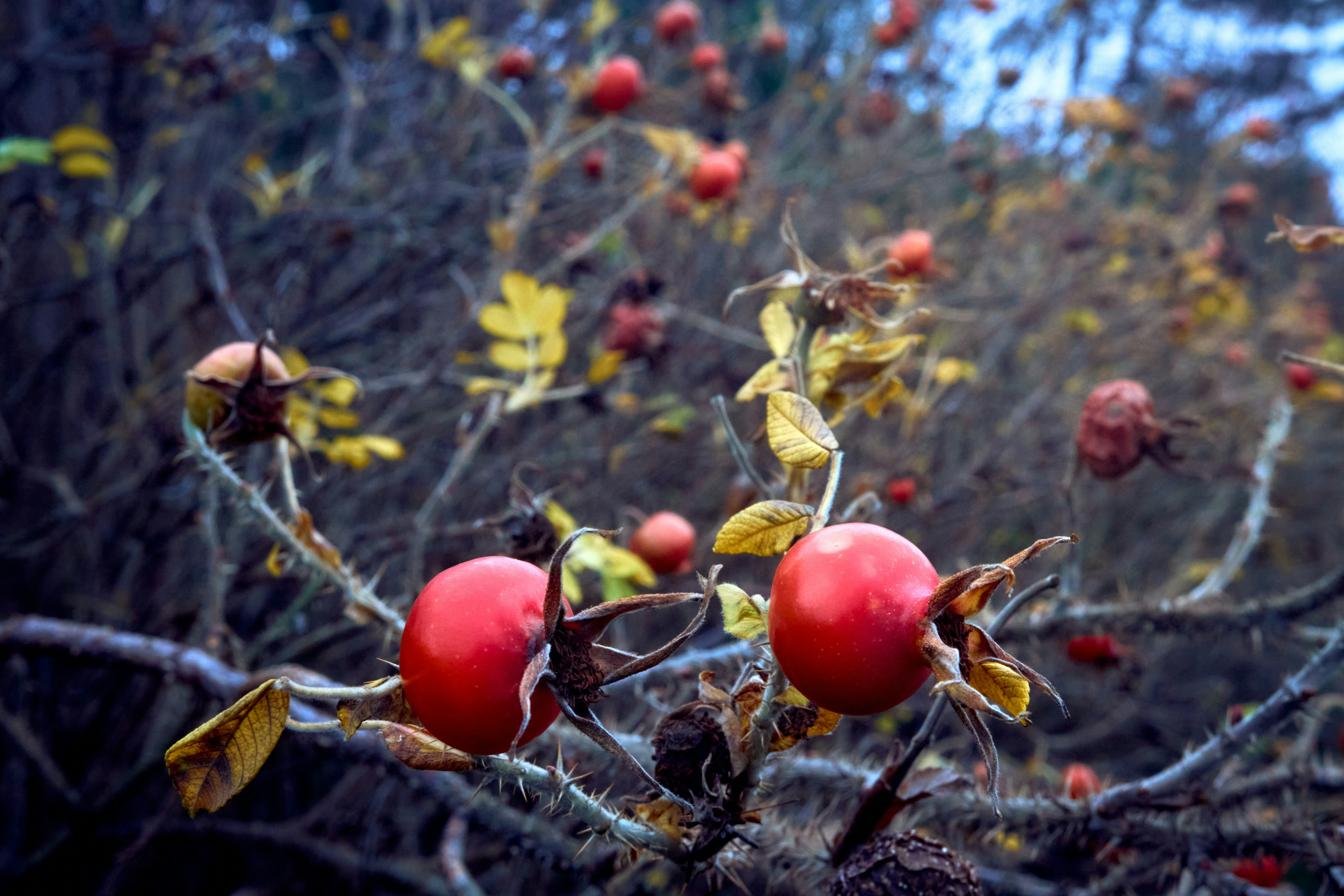 Red Orchard Orbs: A Quiet Burst of Autumn in Focus