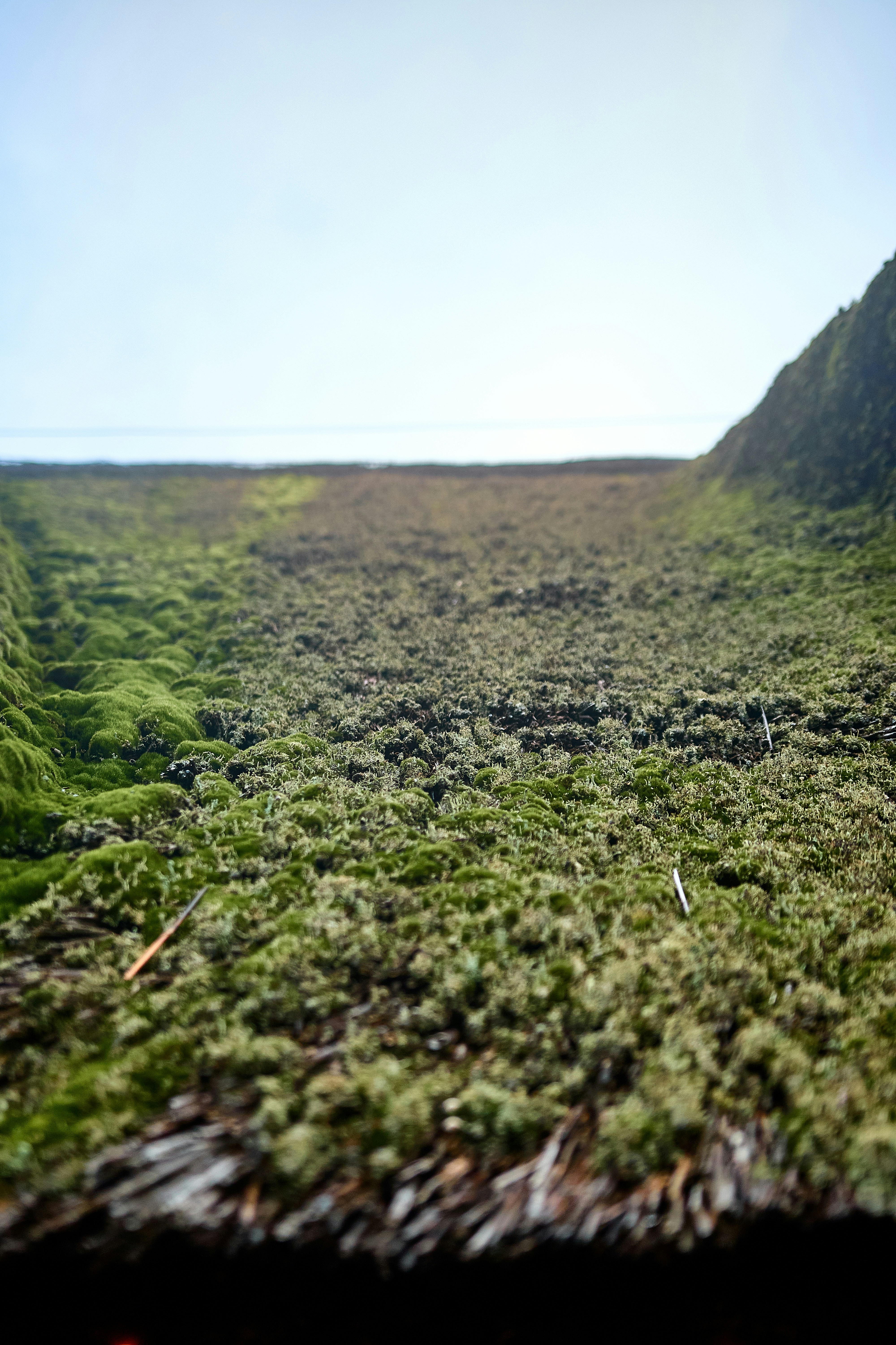 Misty Coastal Monotone: Seaweed-lined Path Toward the Horizon