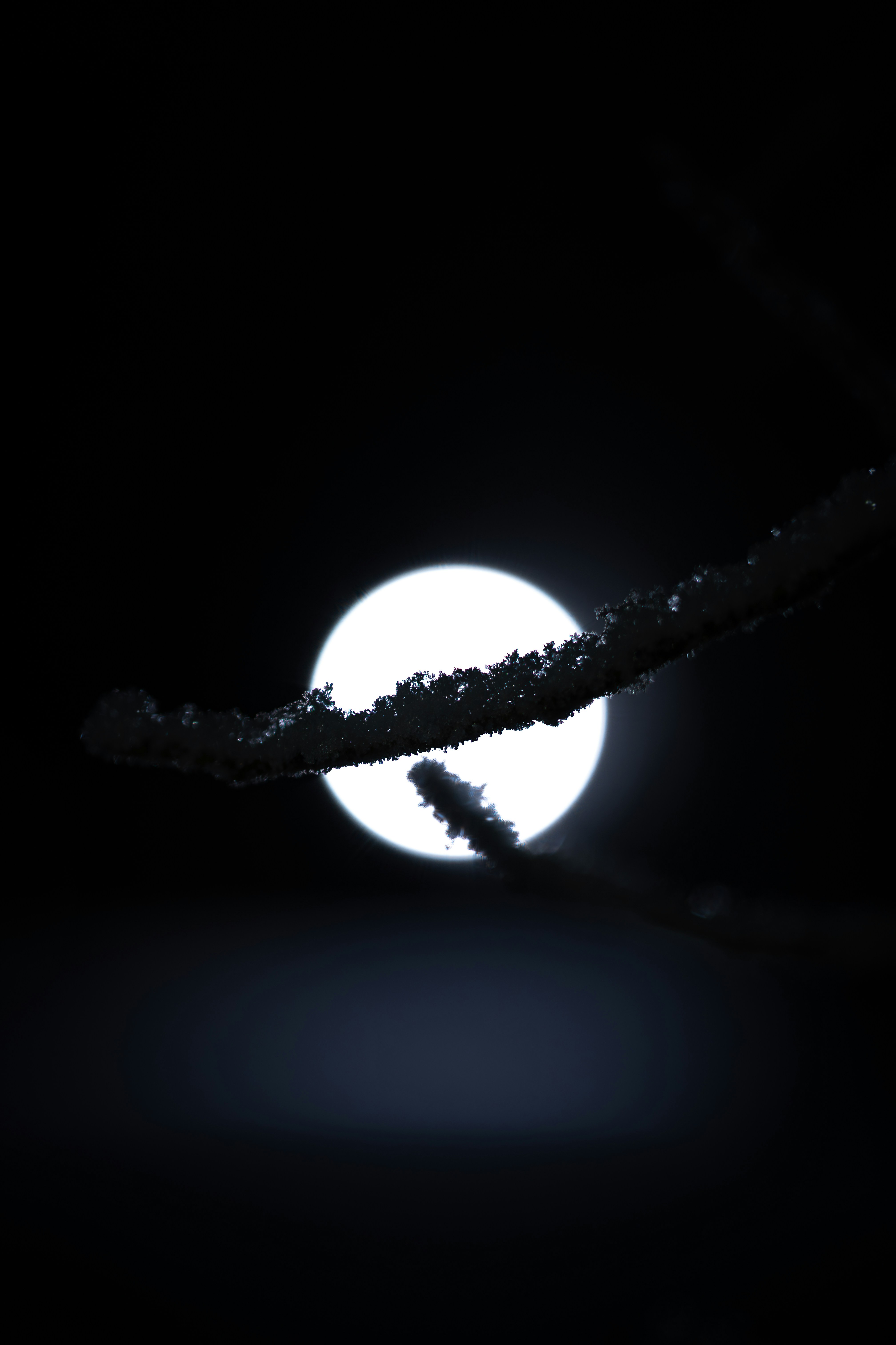 Moonlit Frost: A Frosted Branch Silhouette Against a Bright Night Disk