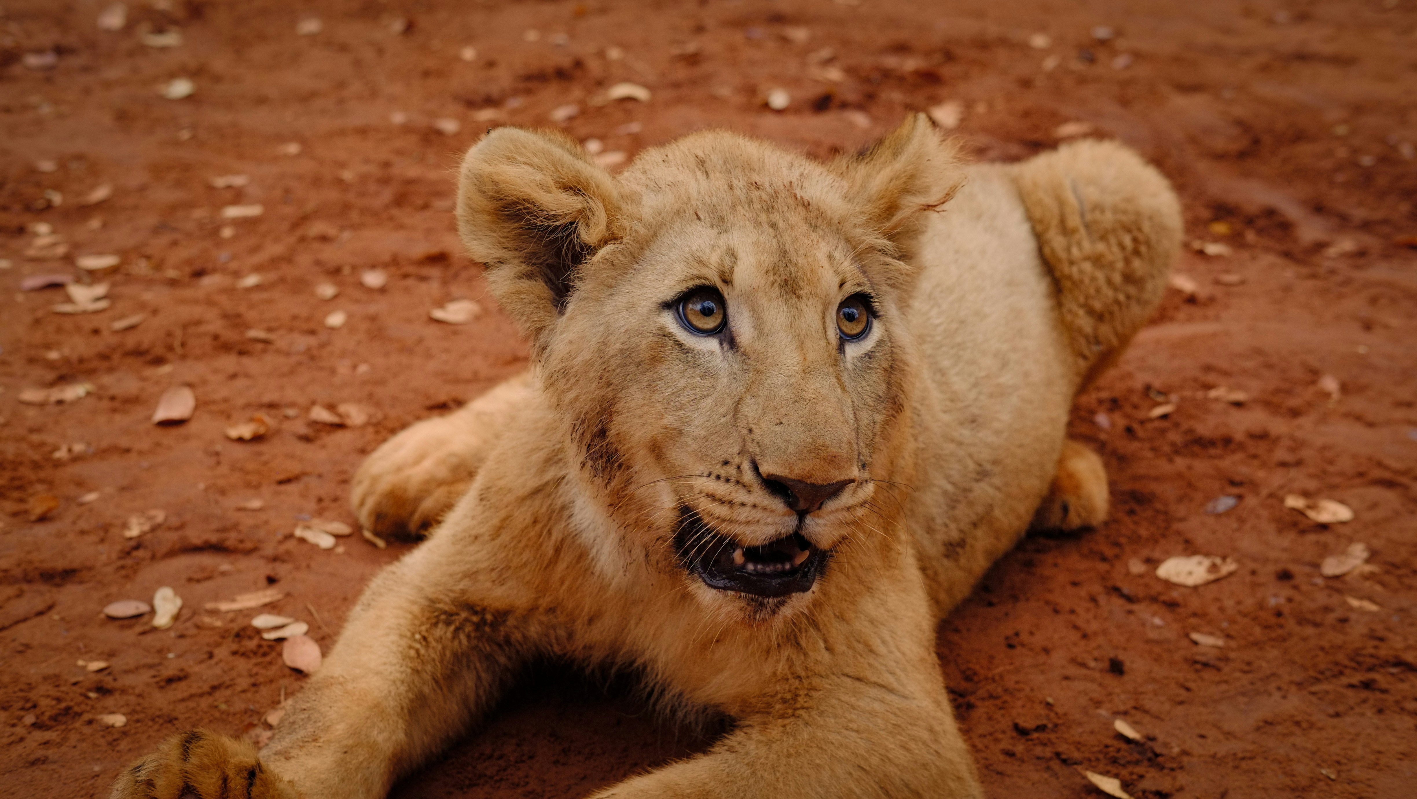 Curious cub's gaze on dusty savannah floor