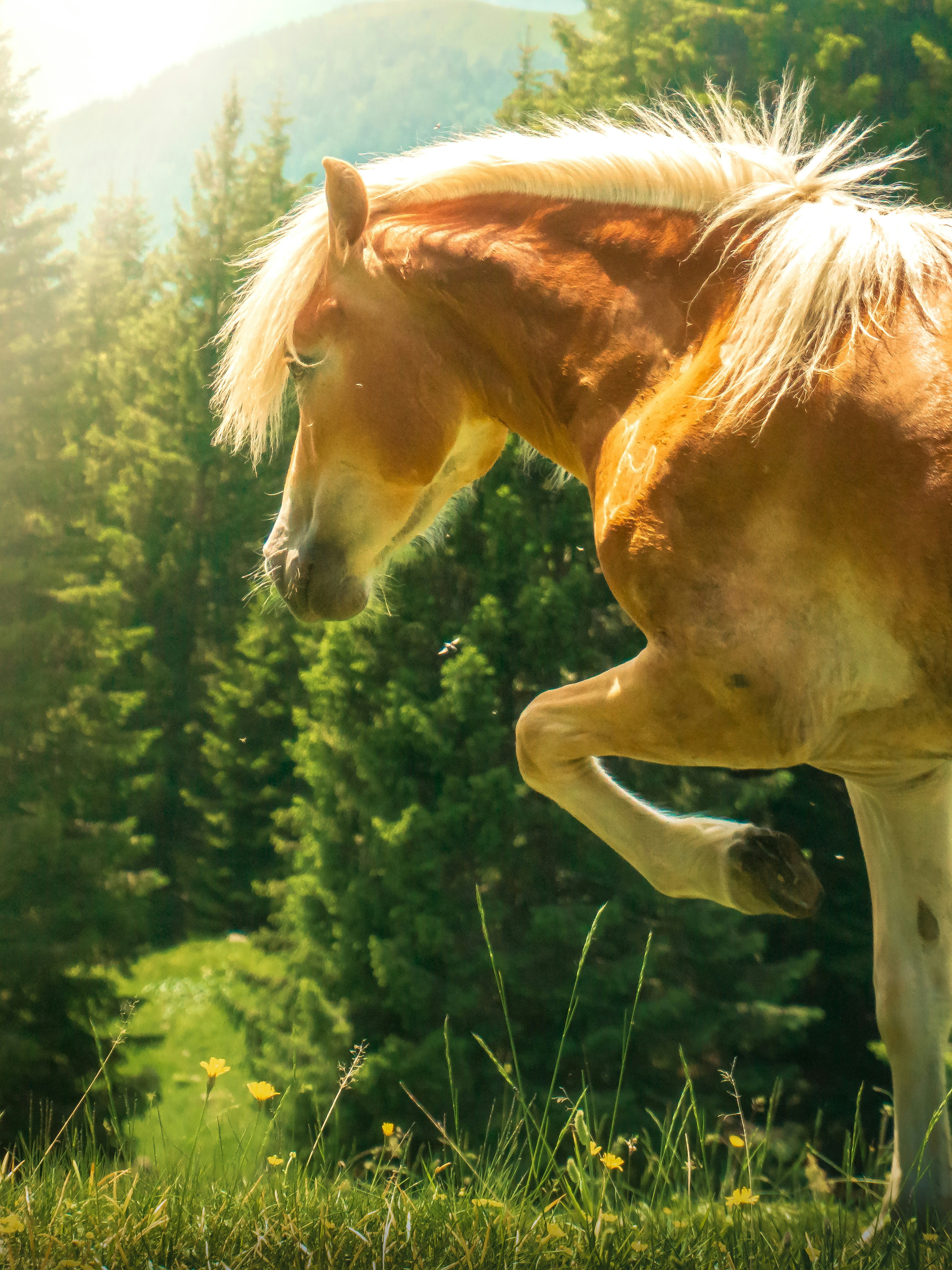 Gallop Through Golden Light