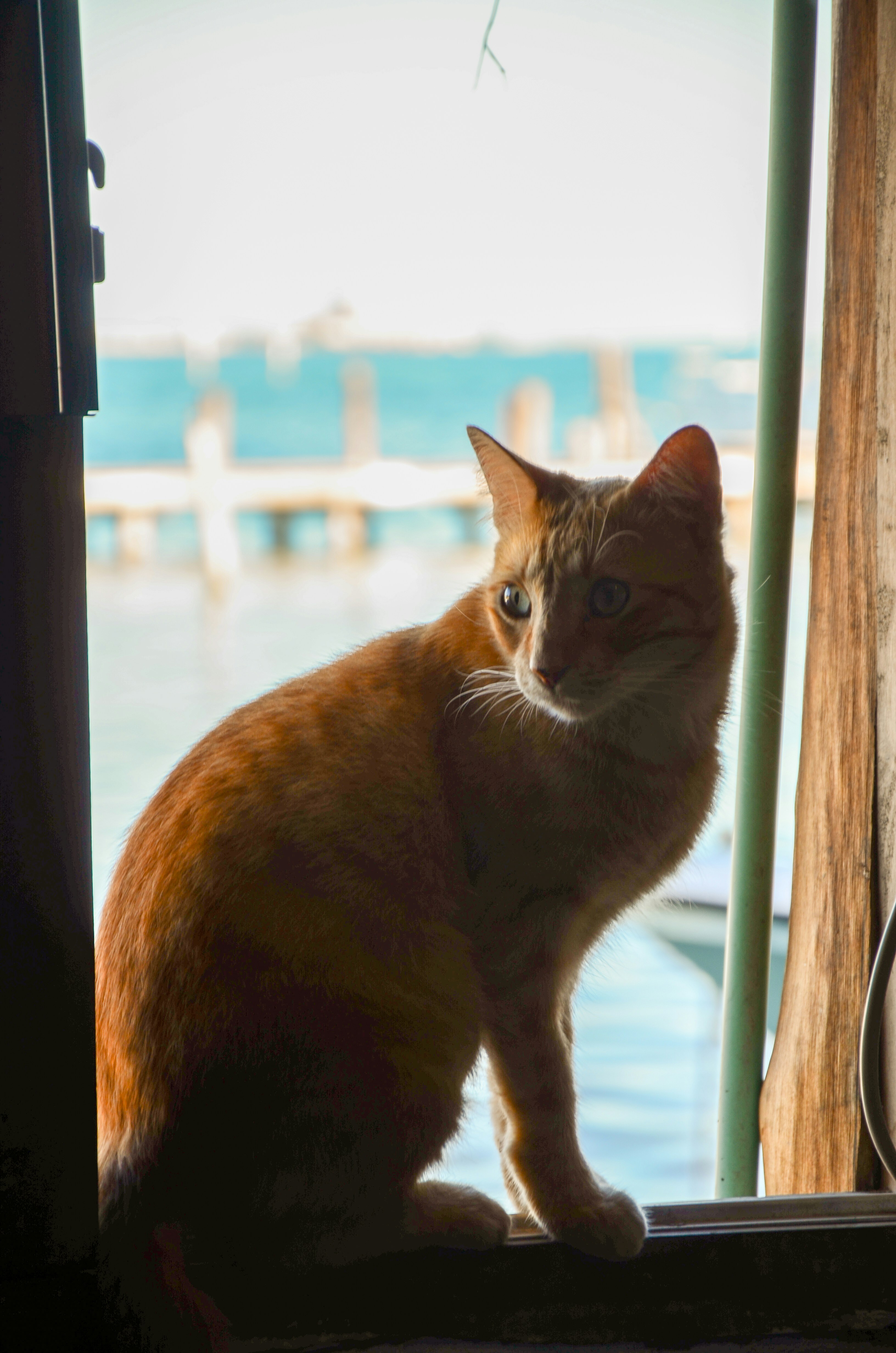 Sunny Harbor Cat: Perched by the Window with a Coastal View