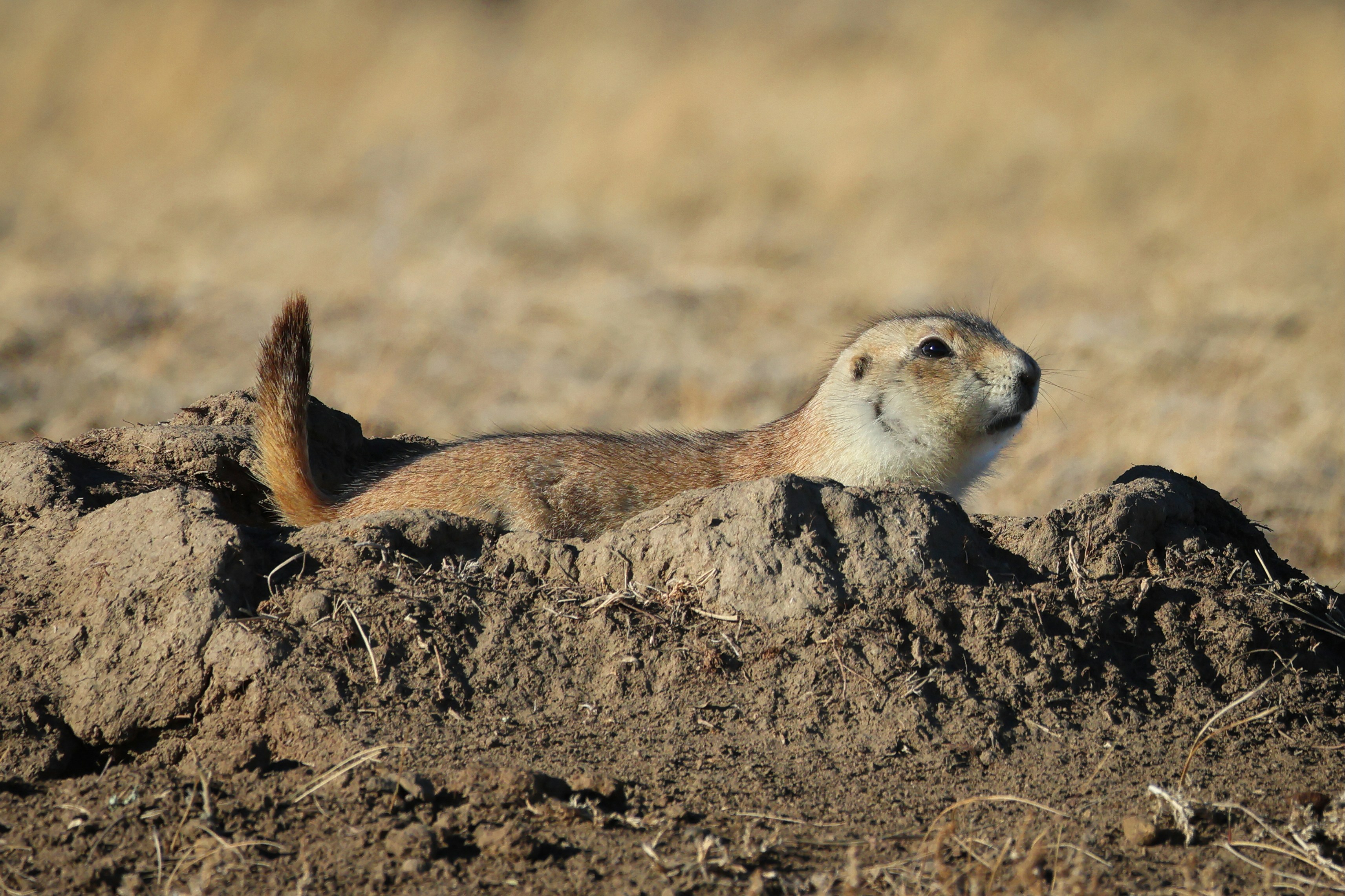 Rail-thin Burrowed Sentinel: Ground Squirrel Emerges from Earth