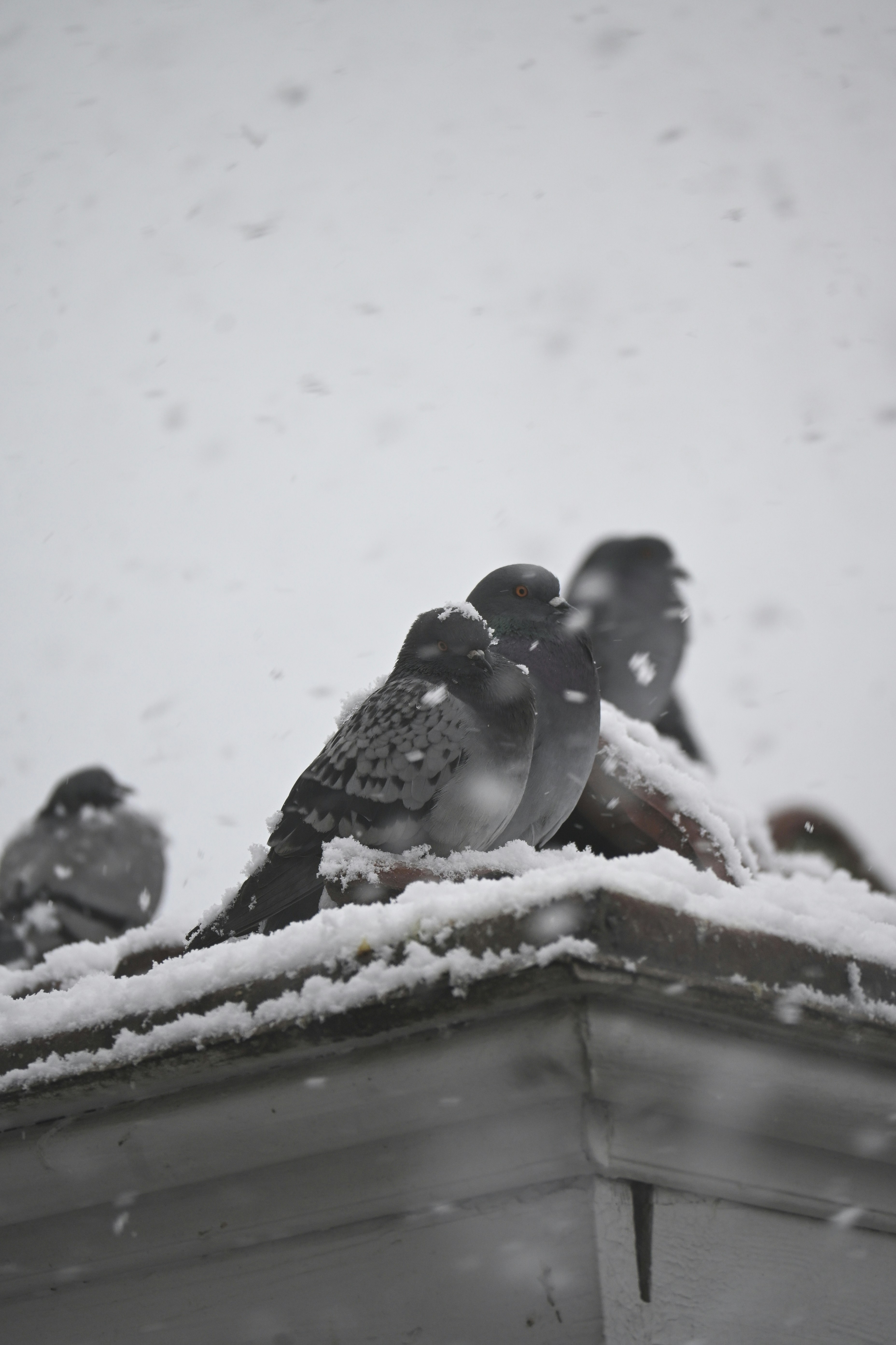 Pigeons huddle together on a snow-covered ledge. photo – Free Animal ...