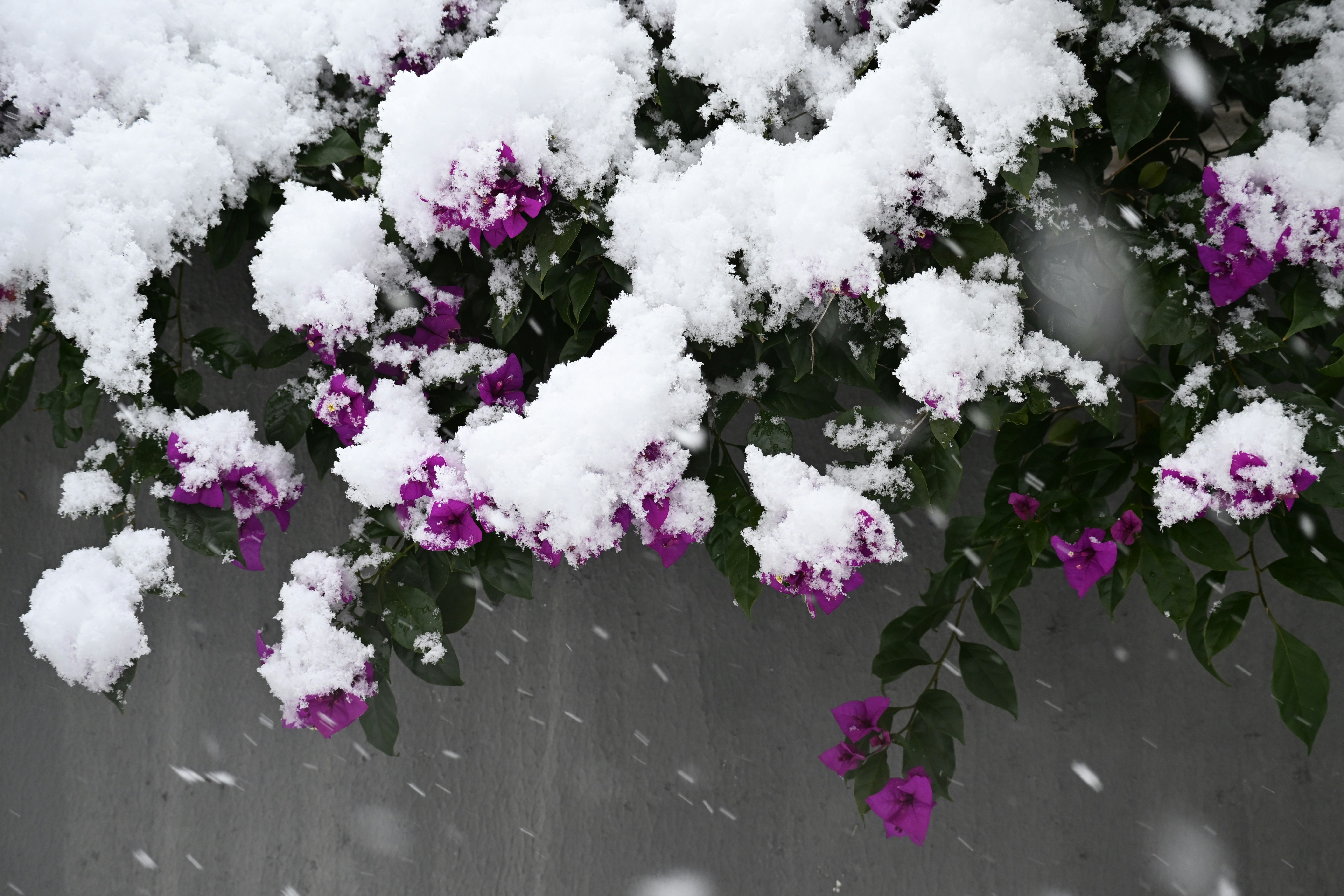 Snow-kissed Bougainvillea along a rain-swept wall