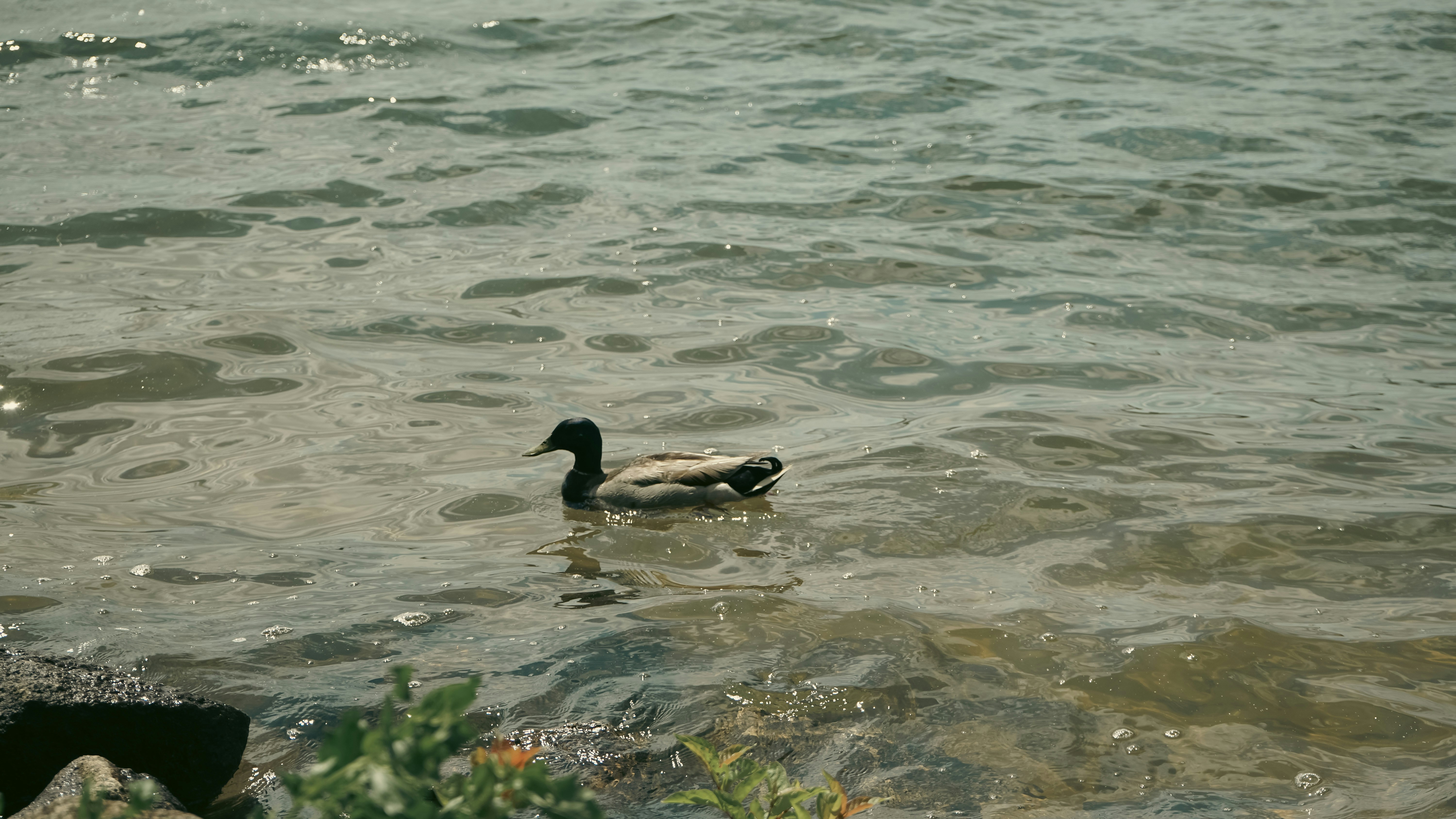 Solitary Duck Drifting Over Quiet River Stones