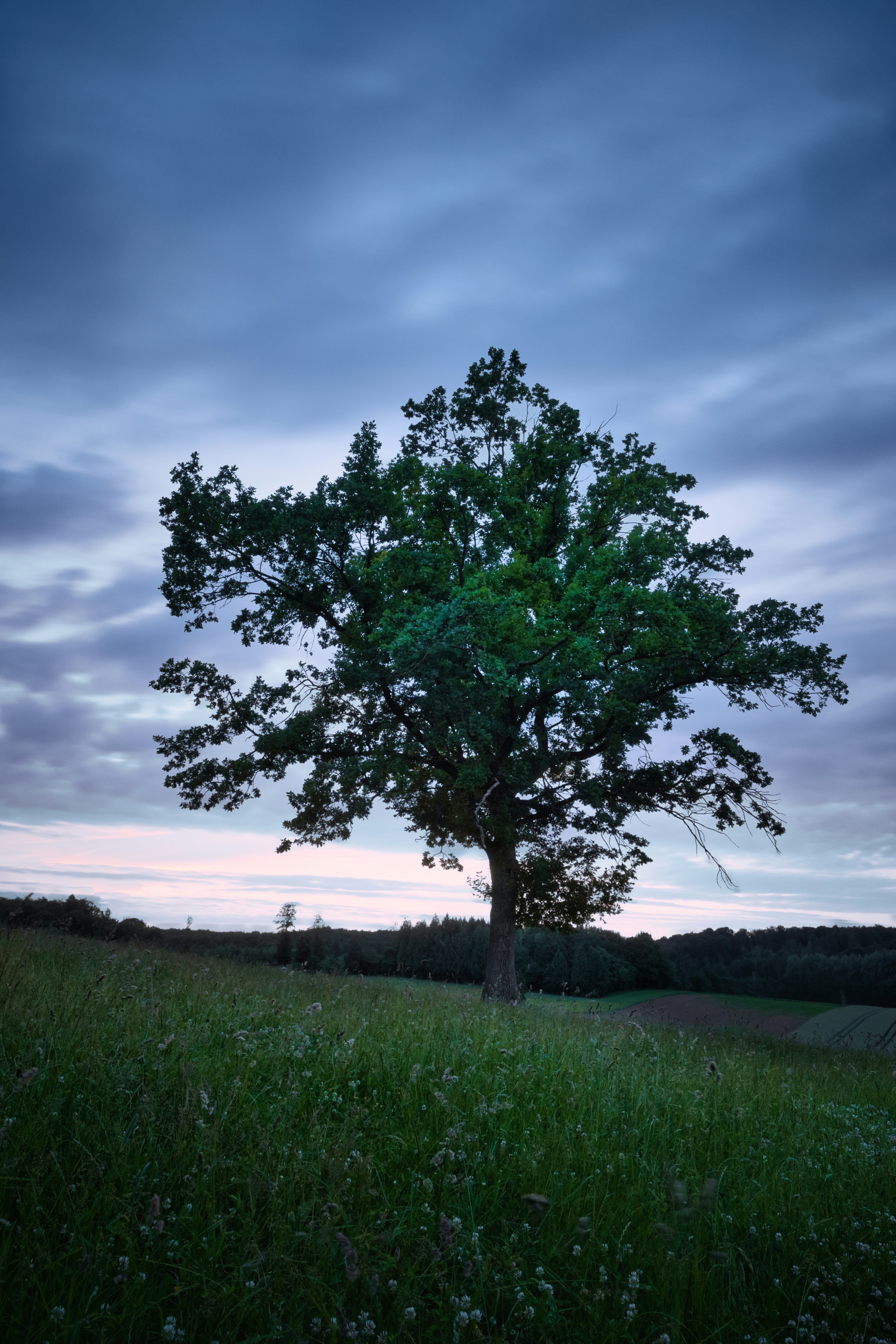 Lonely Oak Standing Against Twilight Prairie