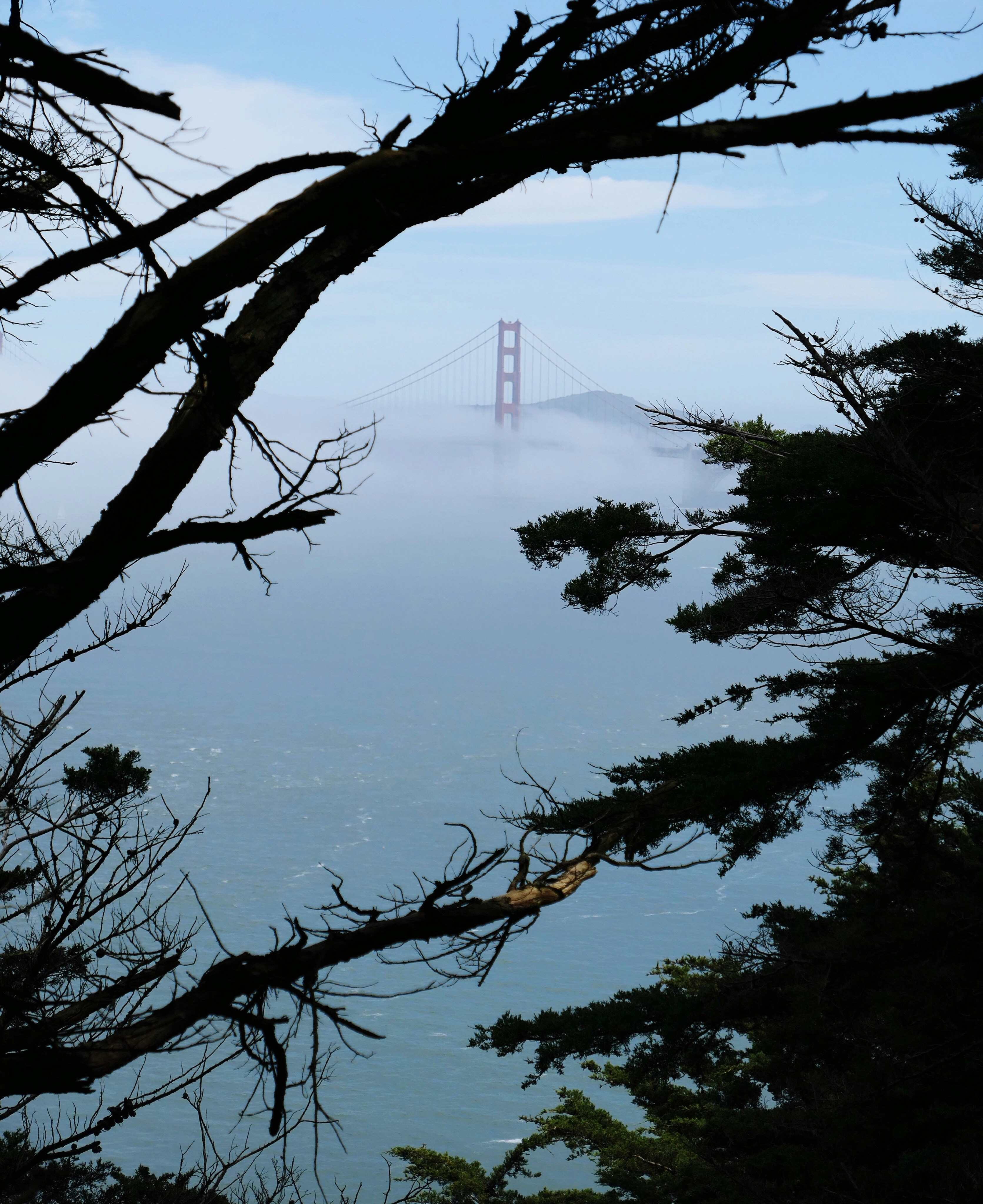Golden gate bridge seen through foggy trees