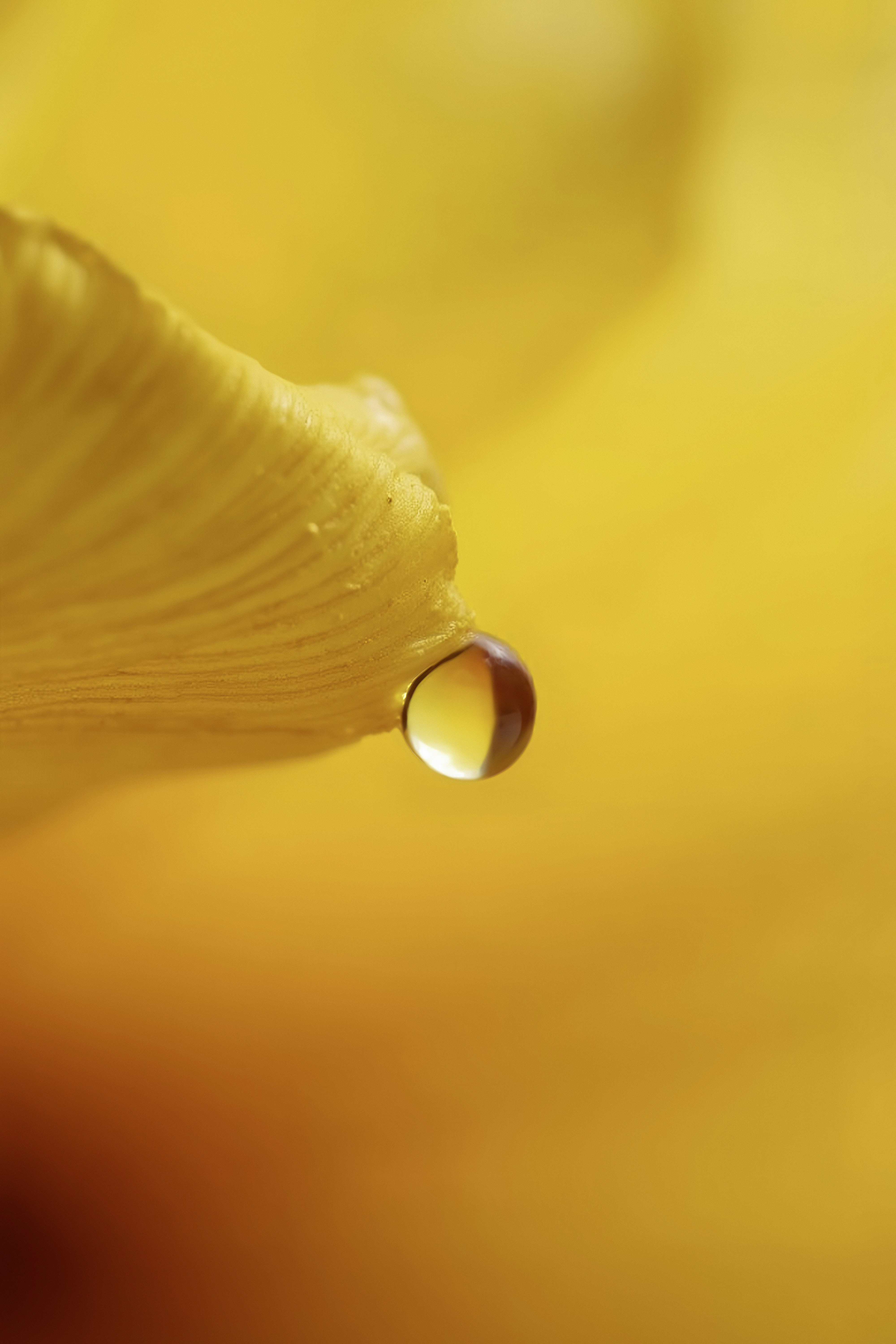 Liquid Gold: A Tiny Spherical Droplet Clings to the Margin of a Golden Filament