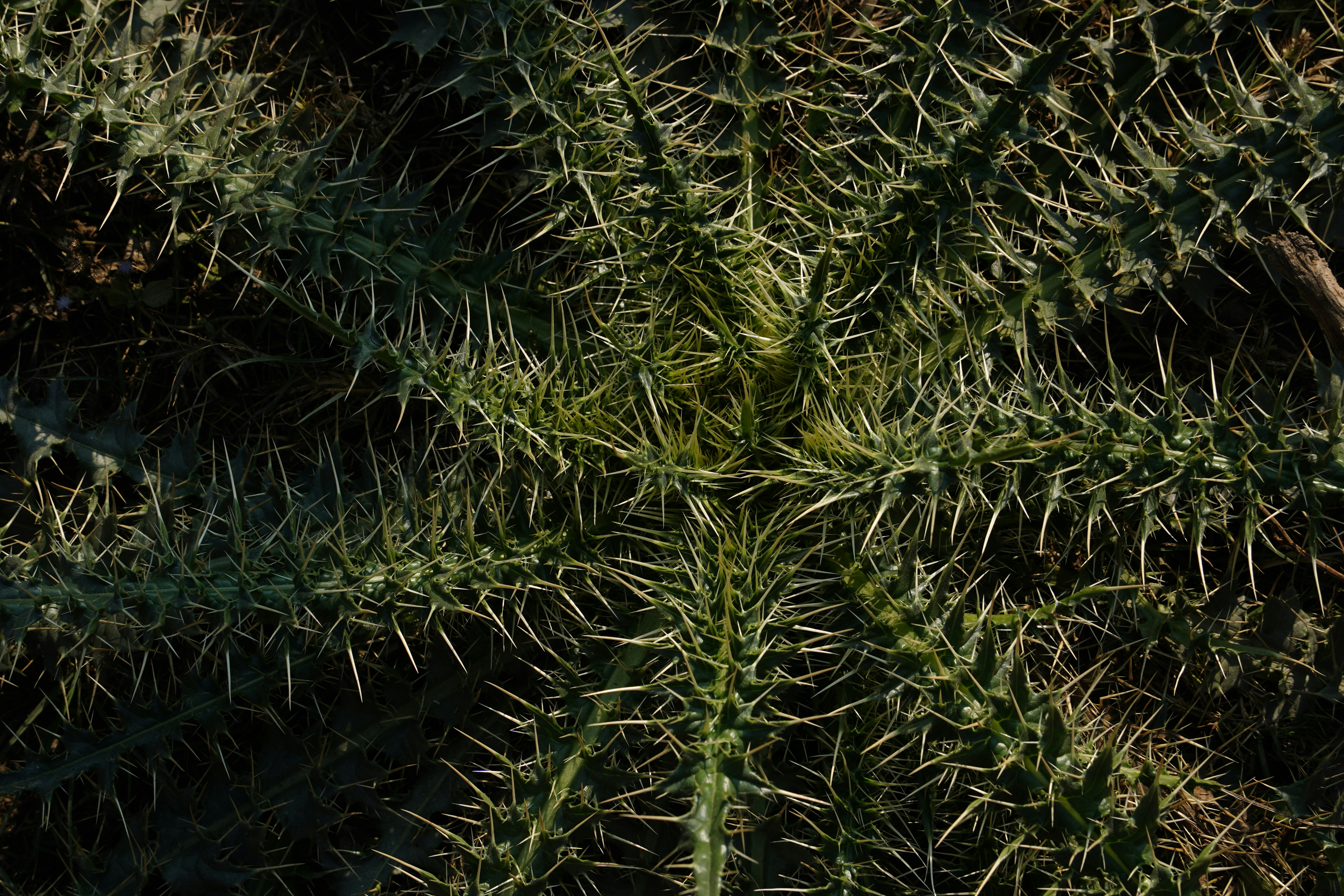 Thorned Geometry: Central Spur of Desert Green