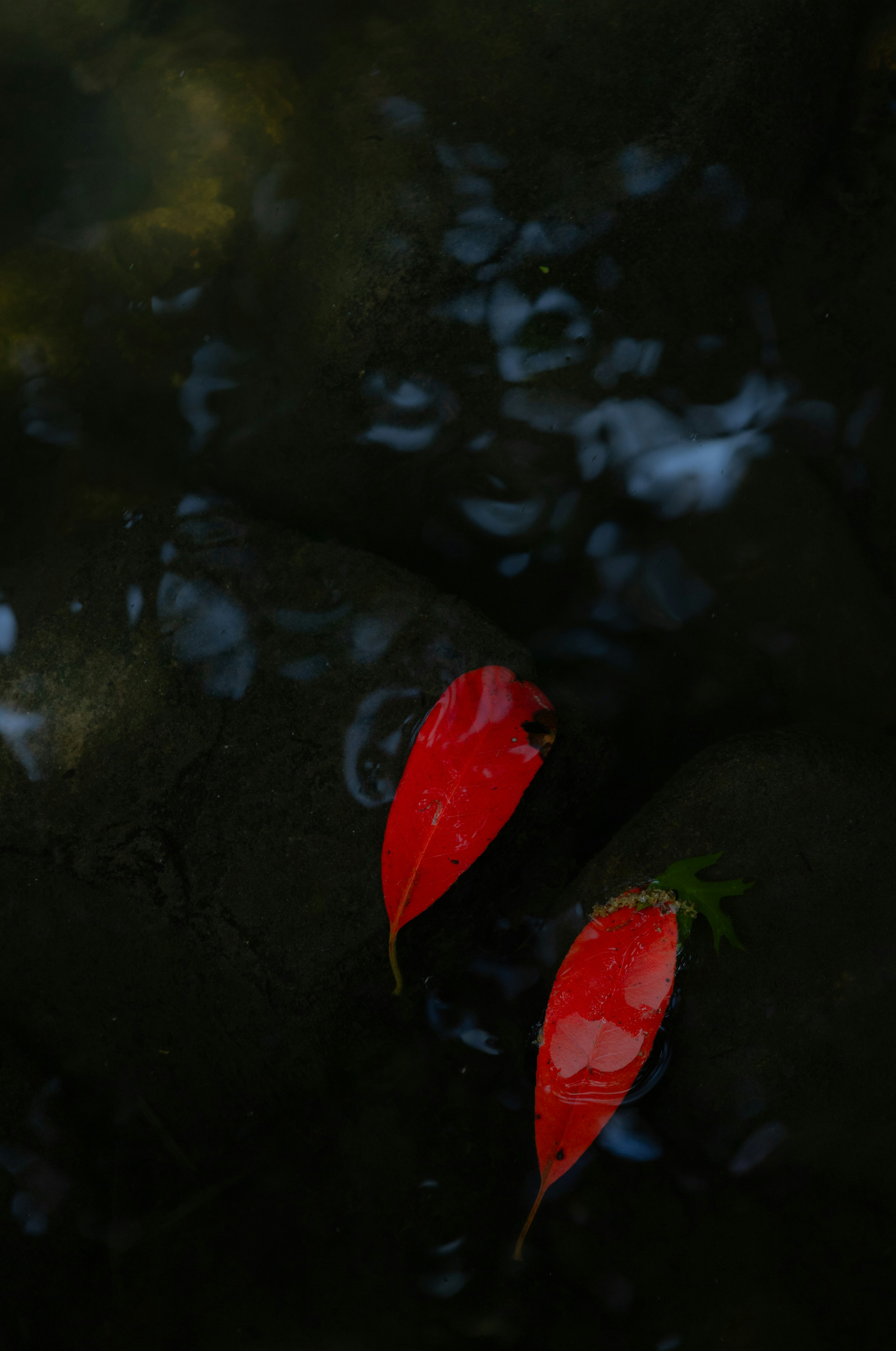 Red Leaves in Quiet Water