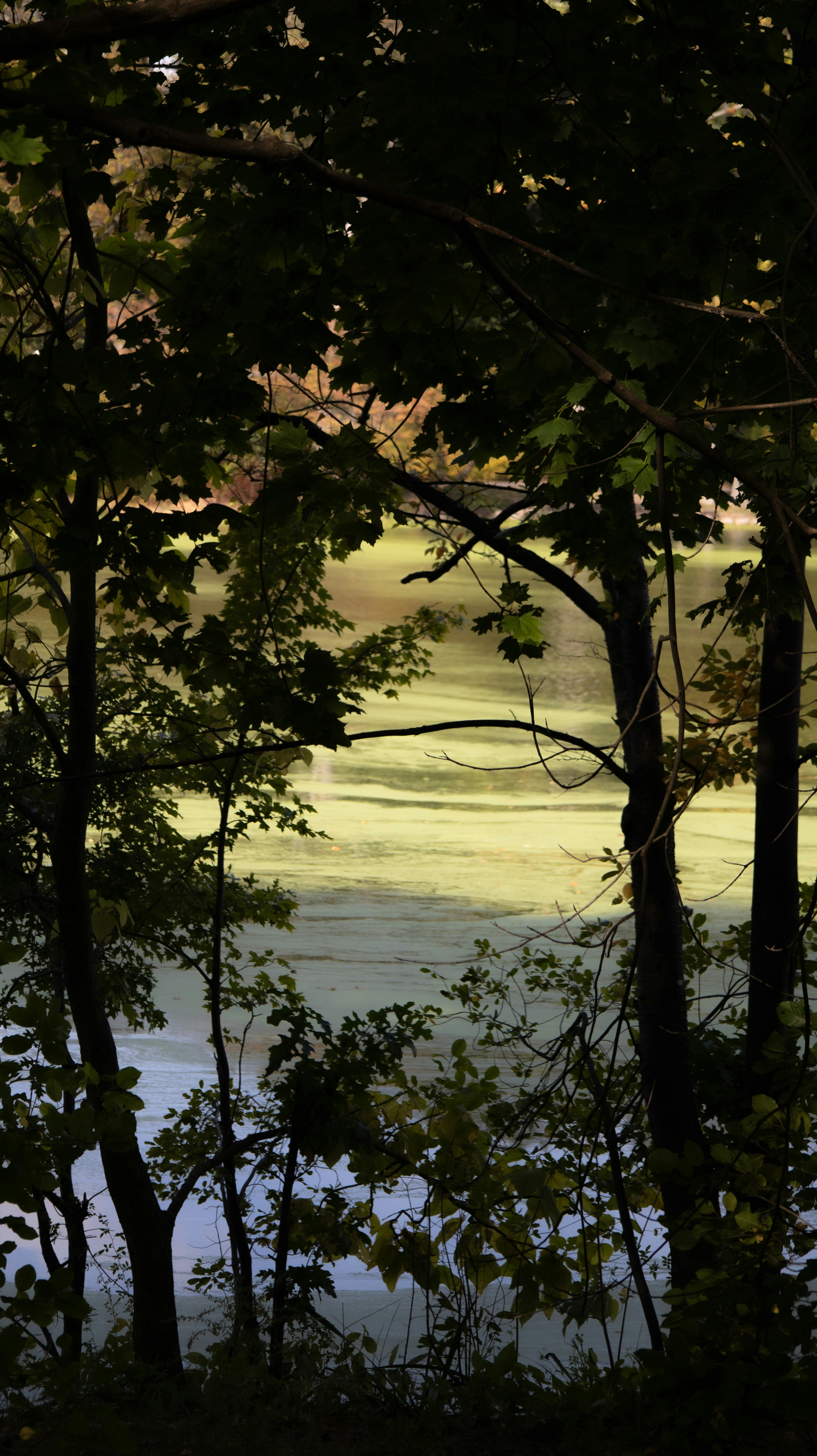 Hidden Light Through the Lakebank Canopy