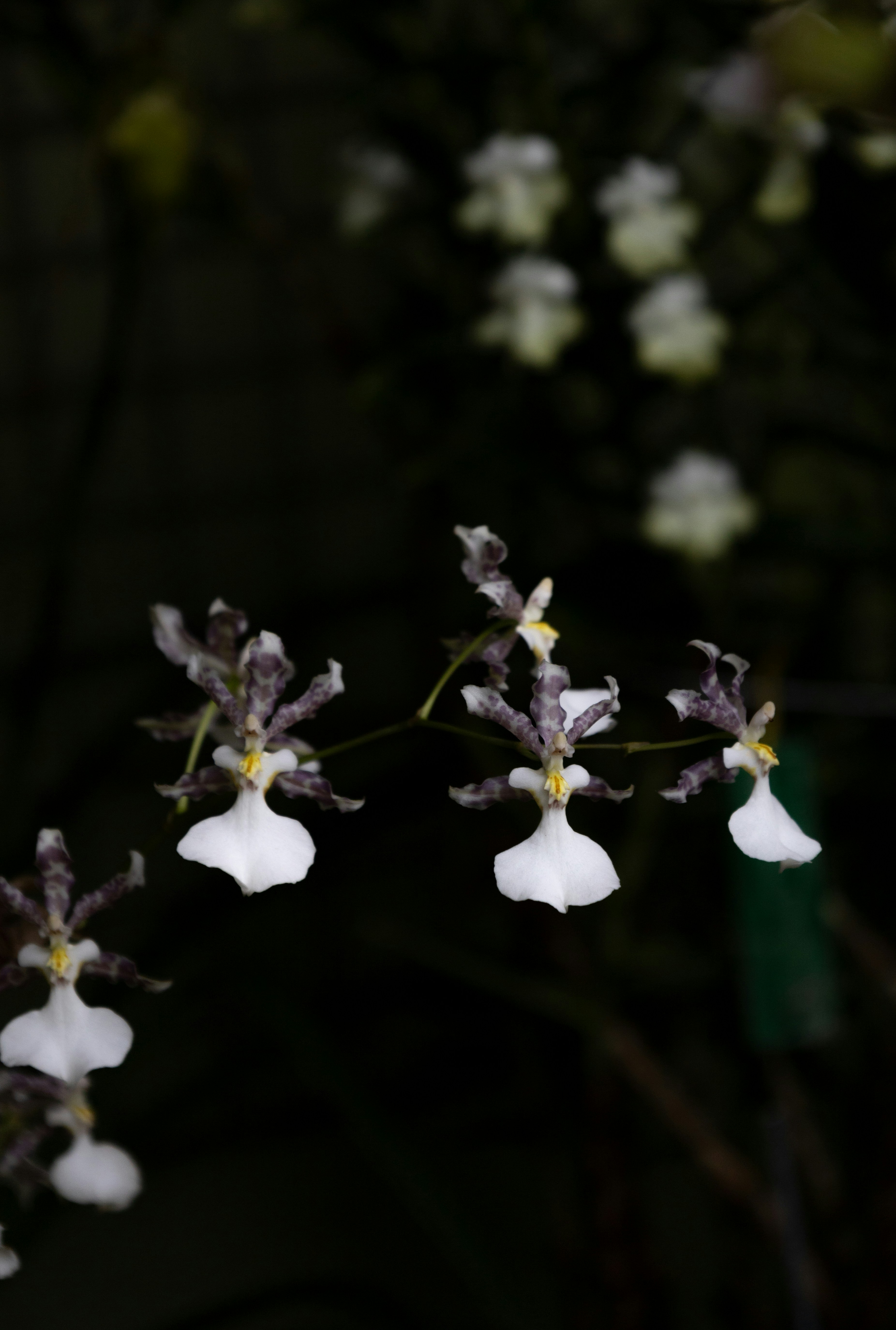White-sailed Lipstick Flowers Against a Velvet Night