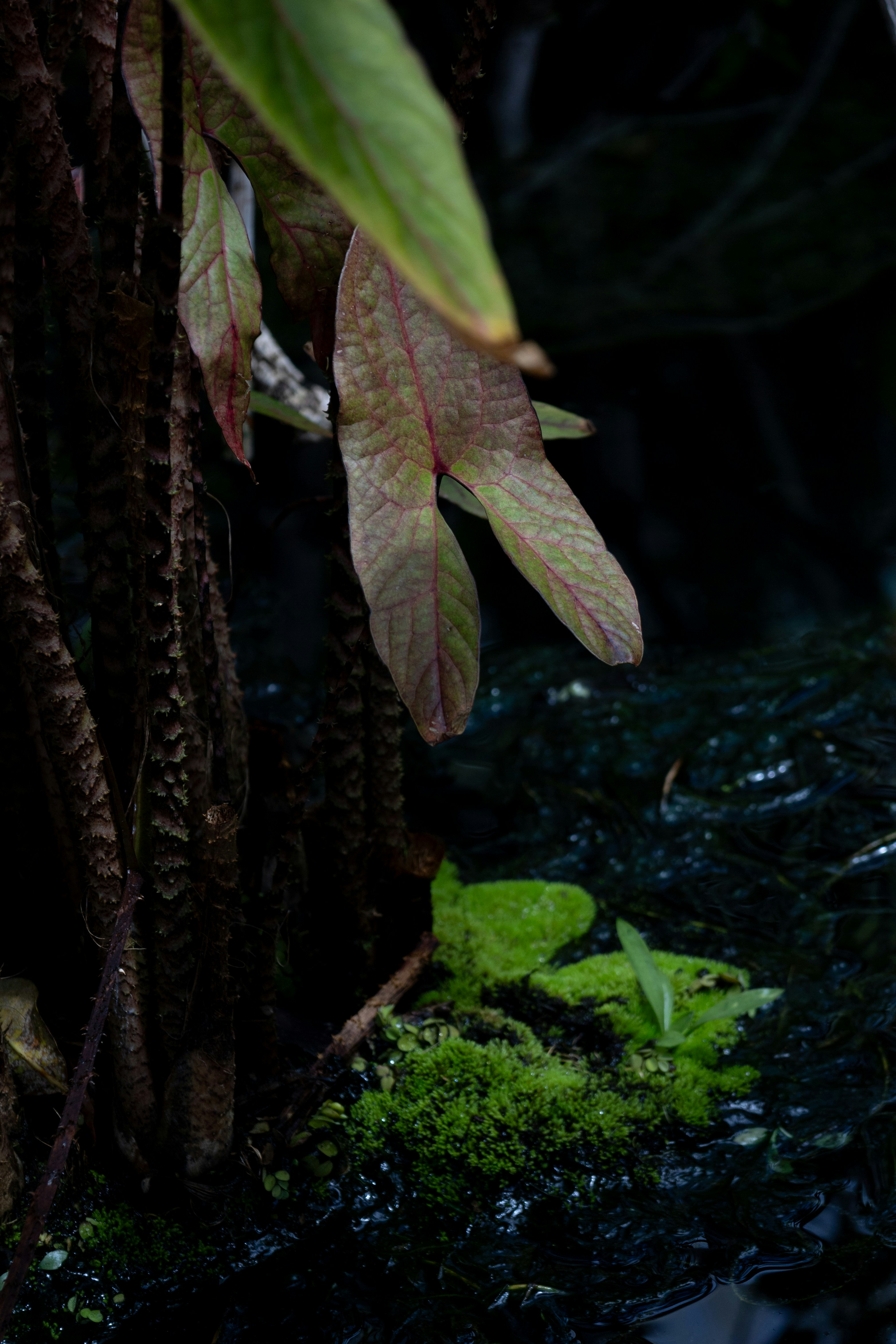 Moonlit Ferns at the Edge of the Stream