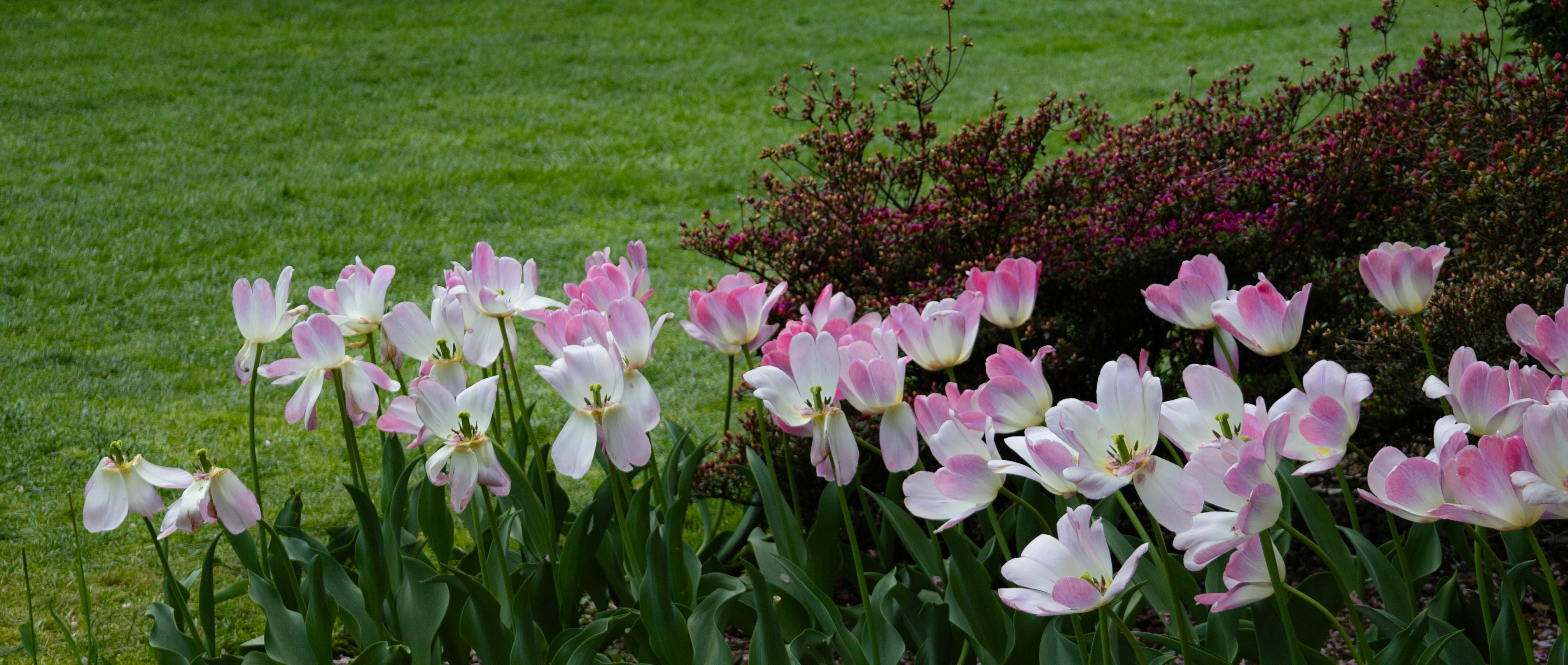 Pink-tipped Tulips in a Border of Green and Purple