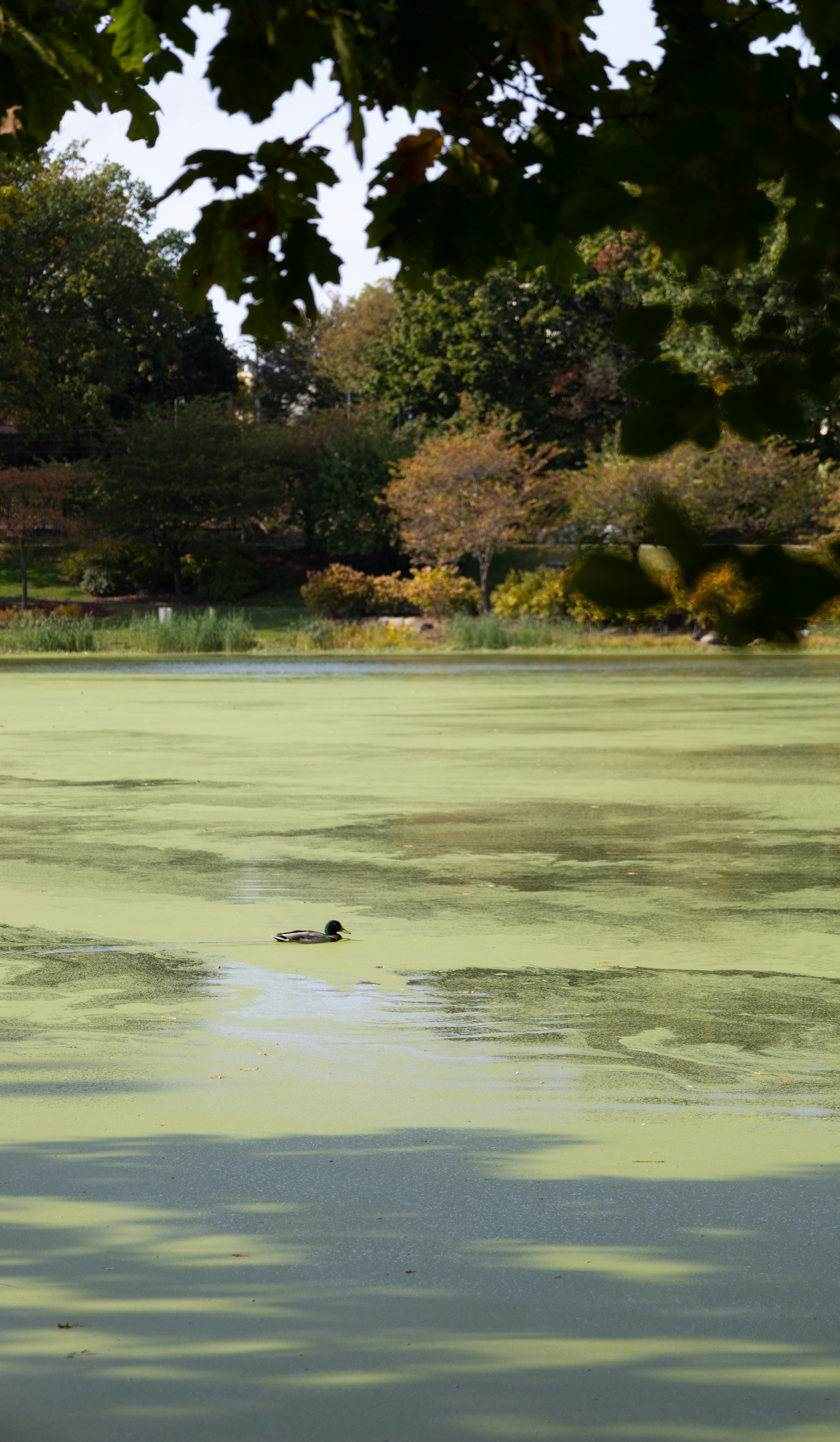 Dawn on Bream Lake: A Lonely Duck Glides Across Green Water