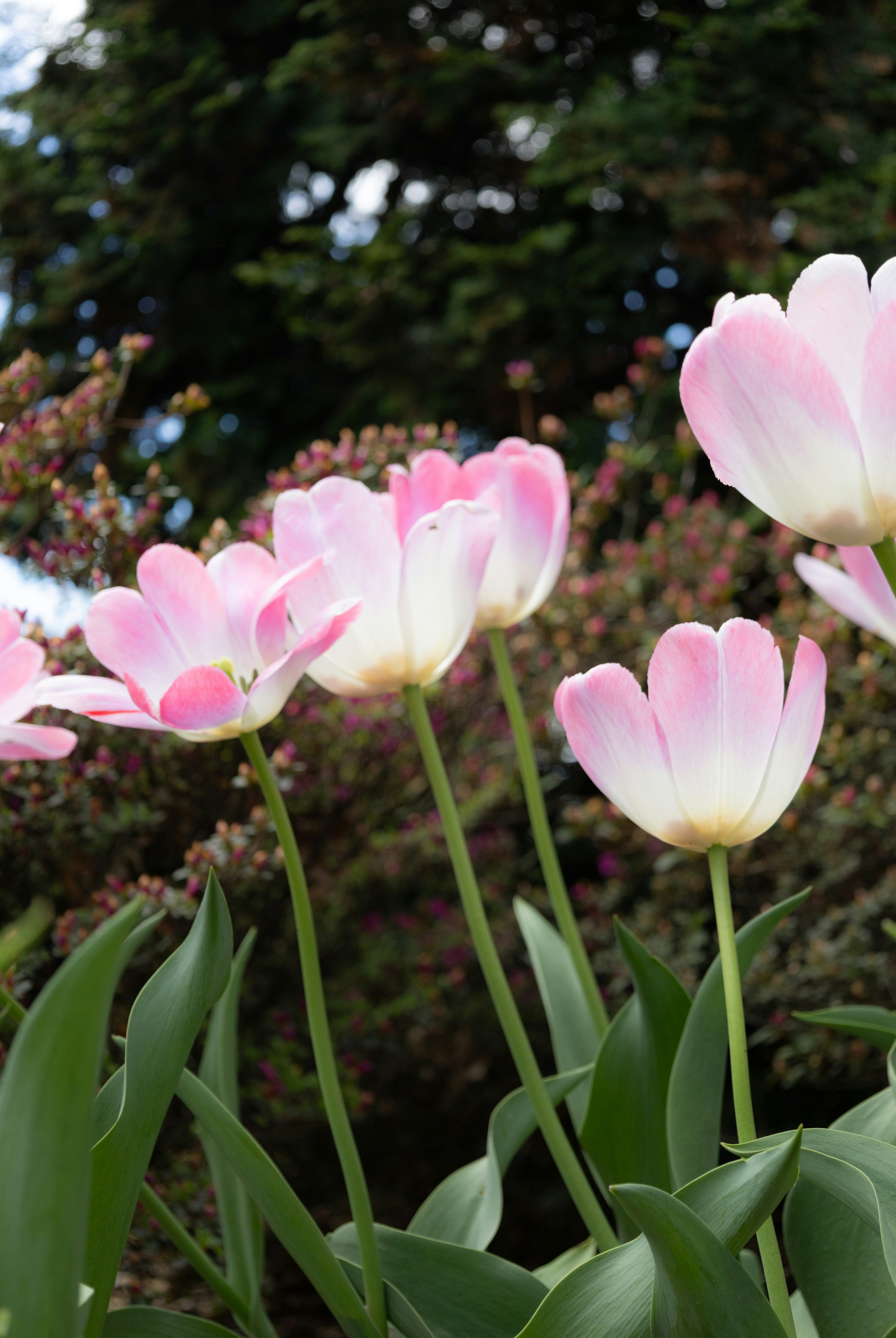 Pink-tipped Tulips Reaching Toward a Soft Sky