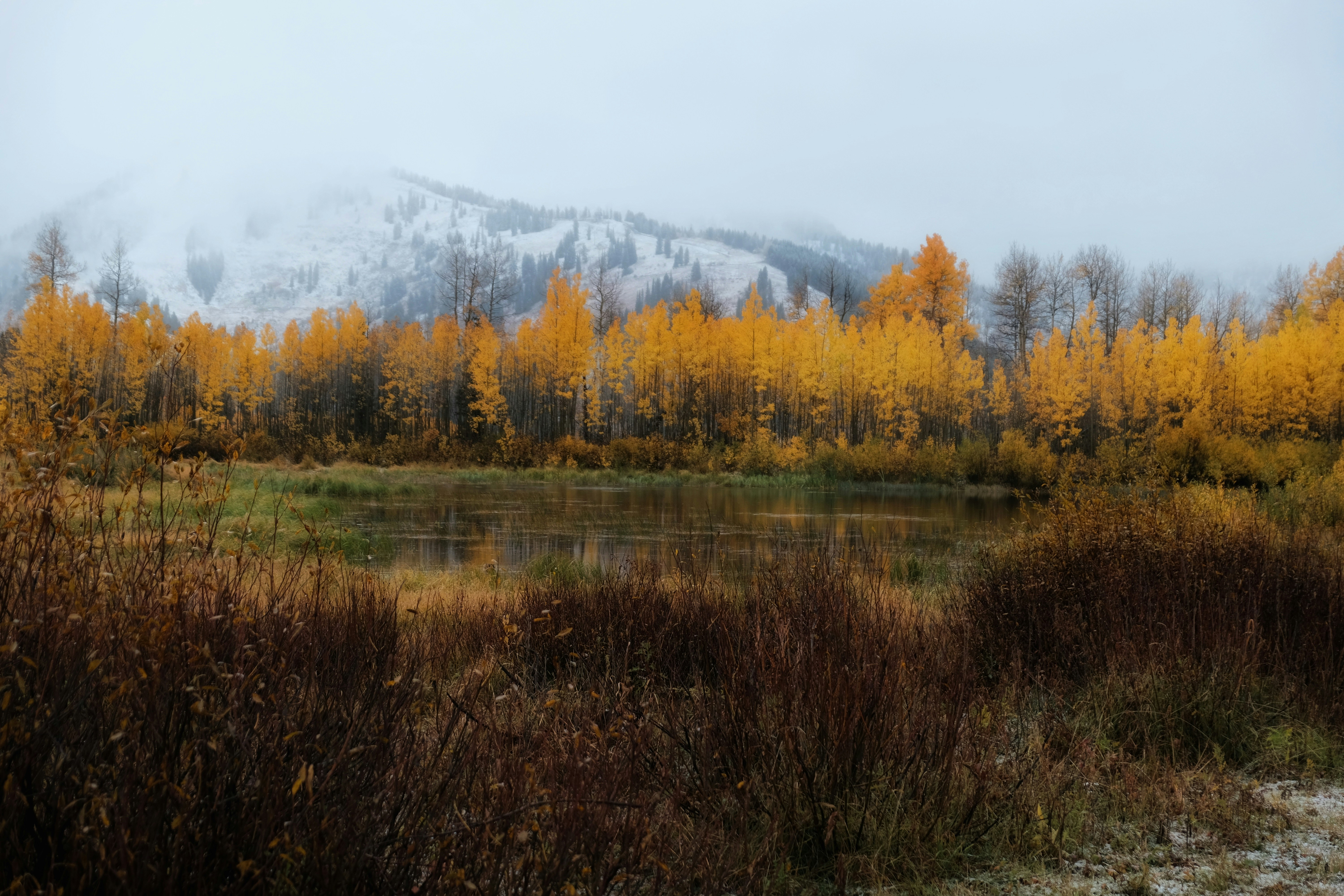 Golden Row of Aspens Against Snow-Capped Backdrop
