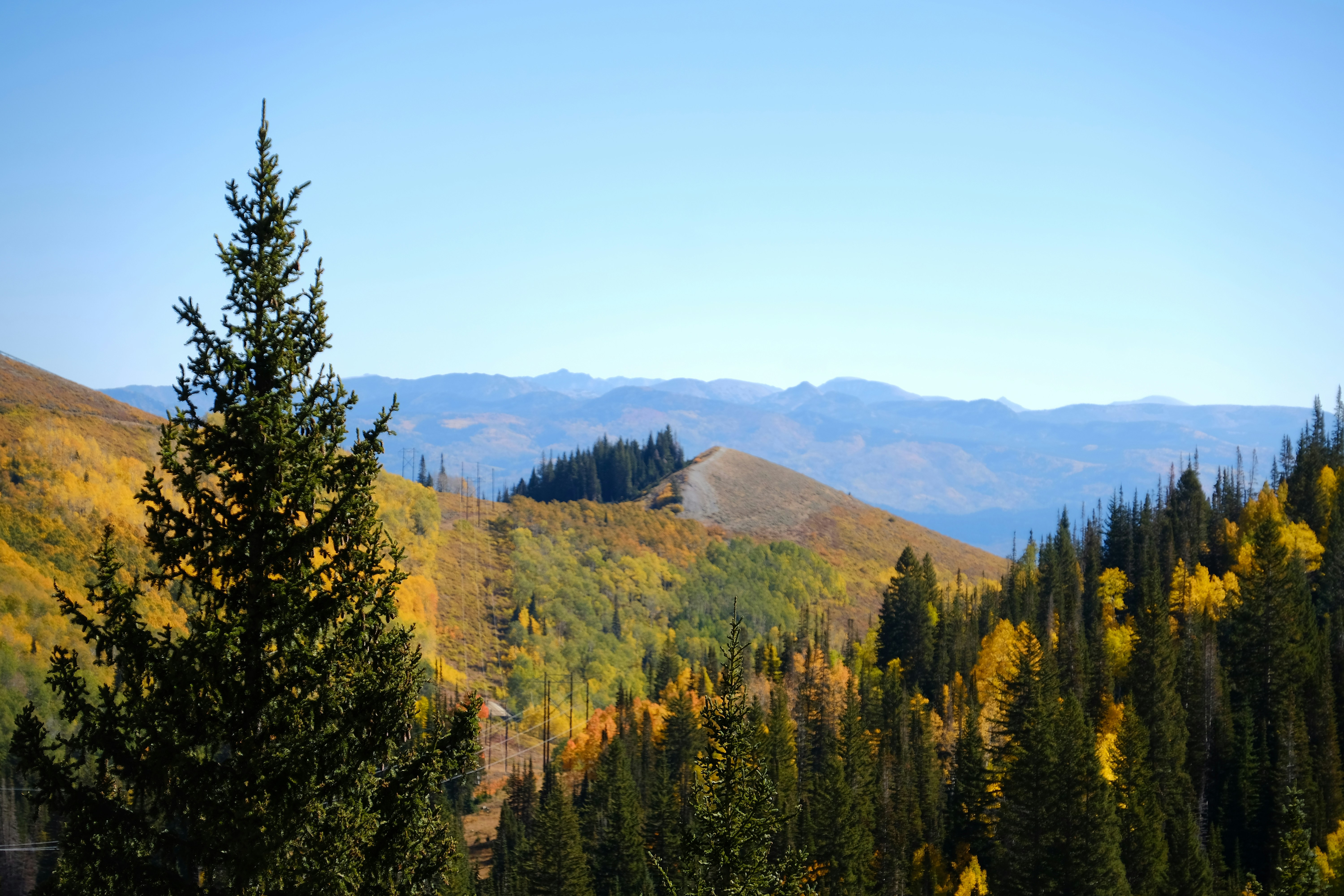 Autumn Ridge: Golden Pines and Distant Blue Peaks