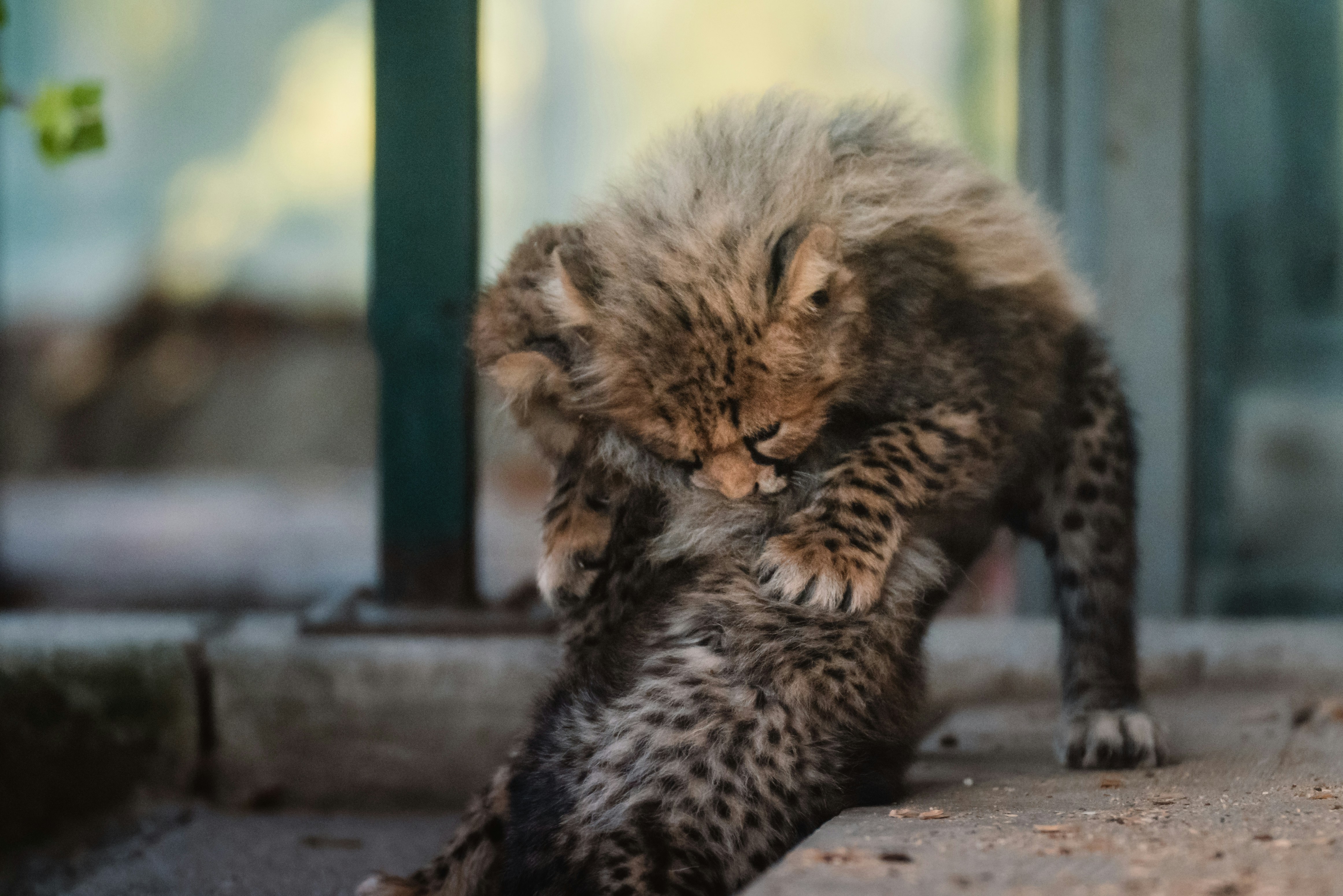 Disheveled Cheetah Kit in Quiet Rest