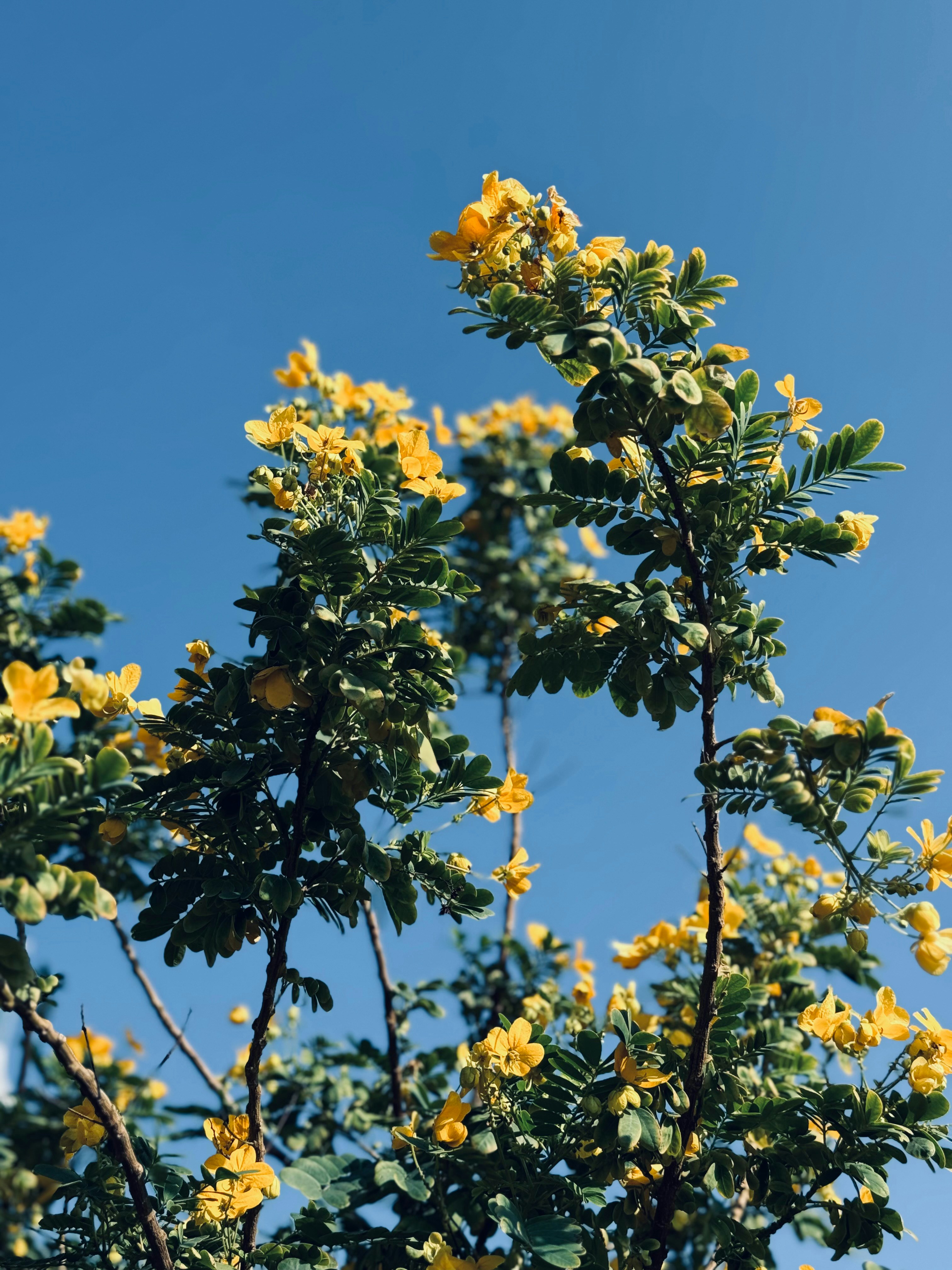 Yellow Blossom Reaches Toward a Clear Sky