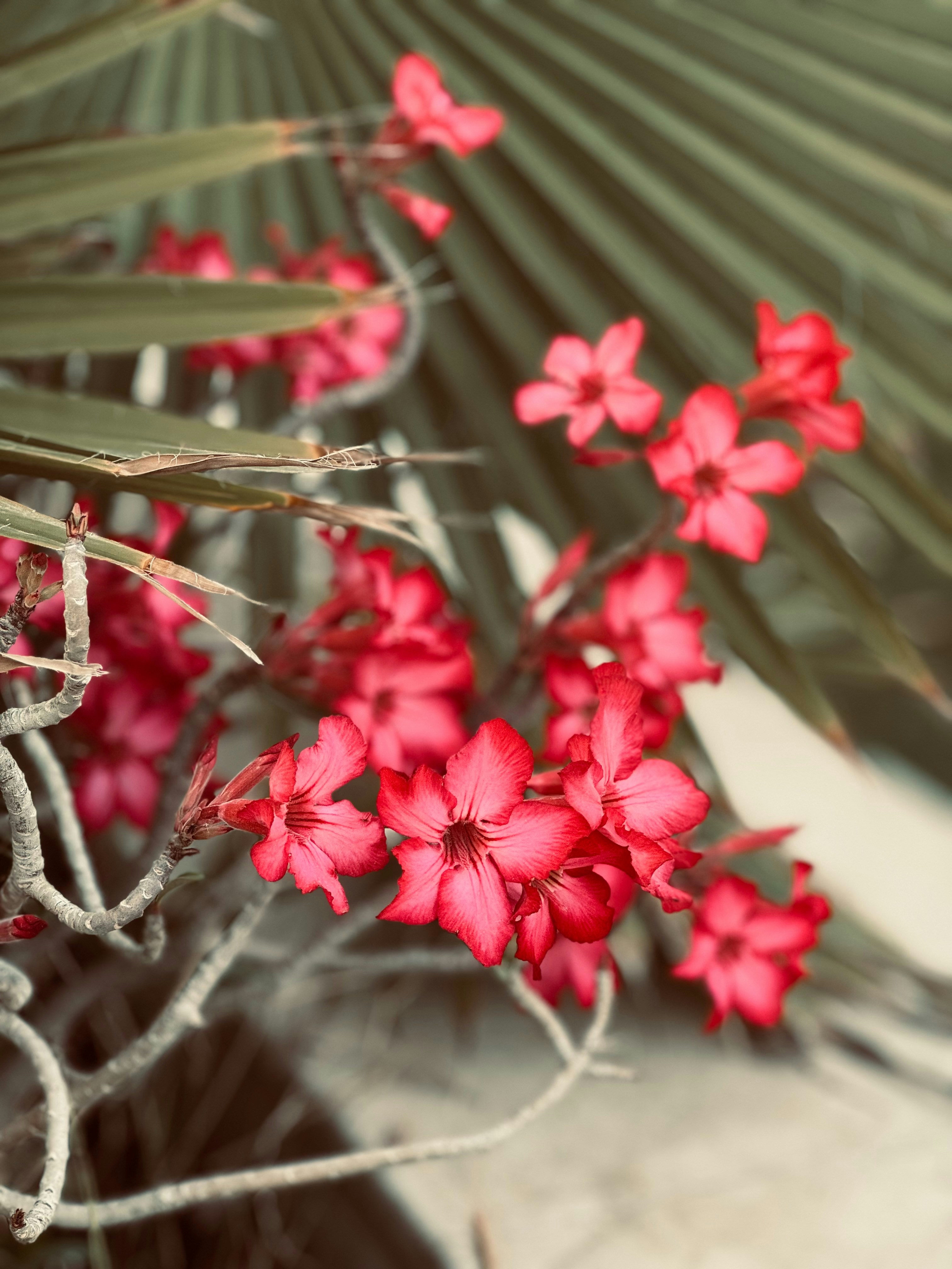 Crimson Blooms Amid Desert Foliage