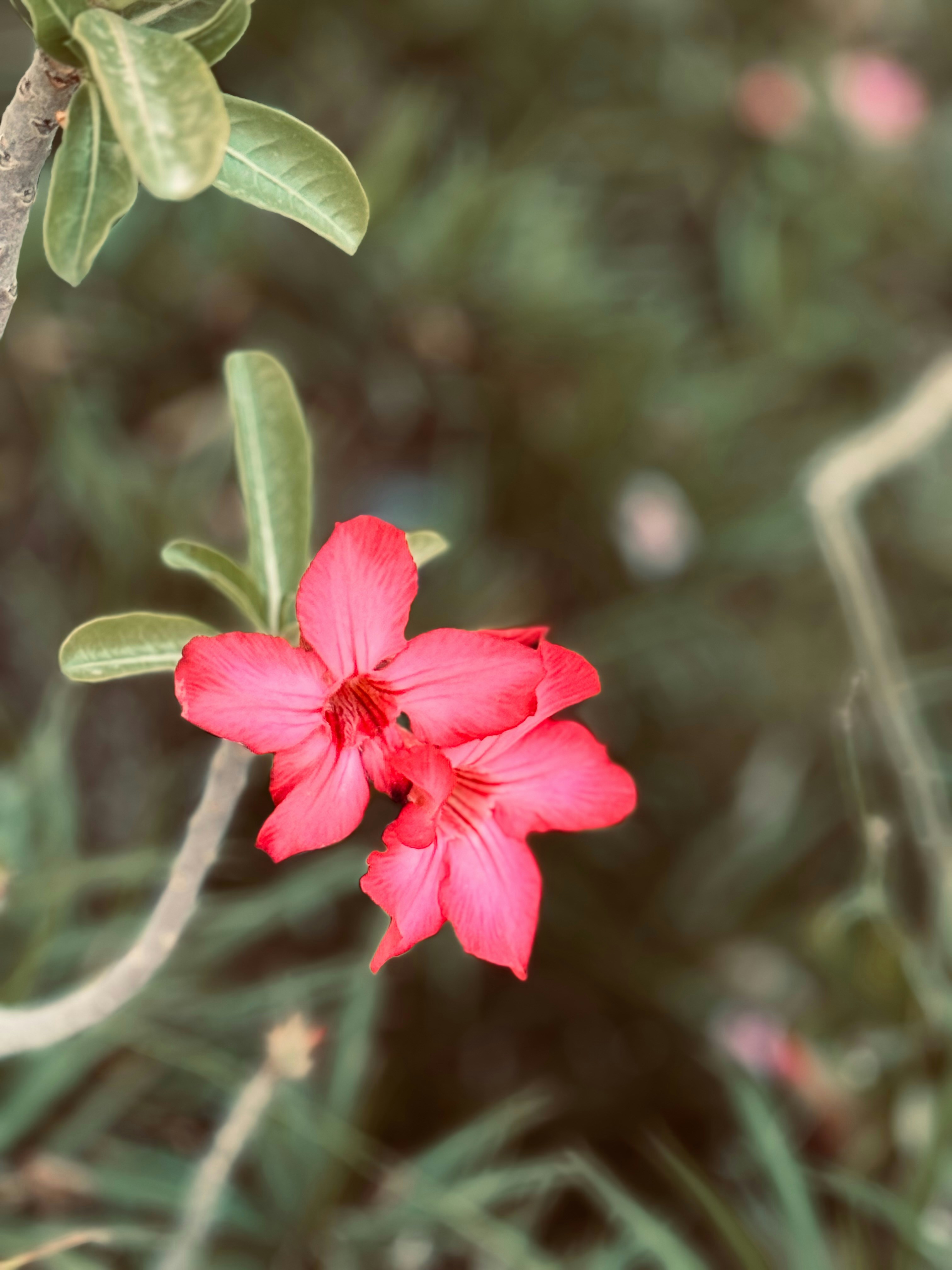 Crimson bloom in soft-focus garden haze