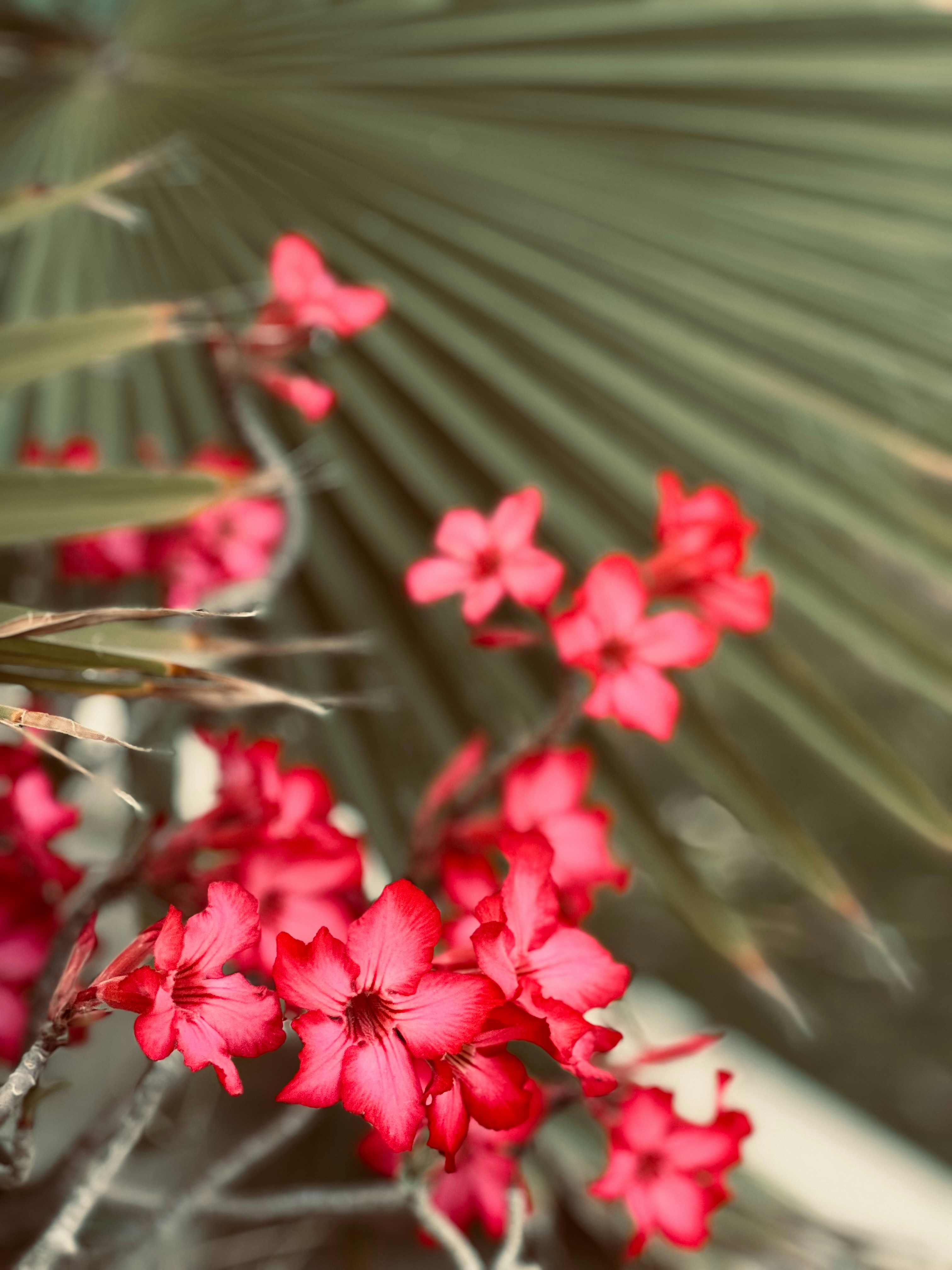 Tenacious Red Blossoms in Soft Blur