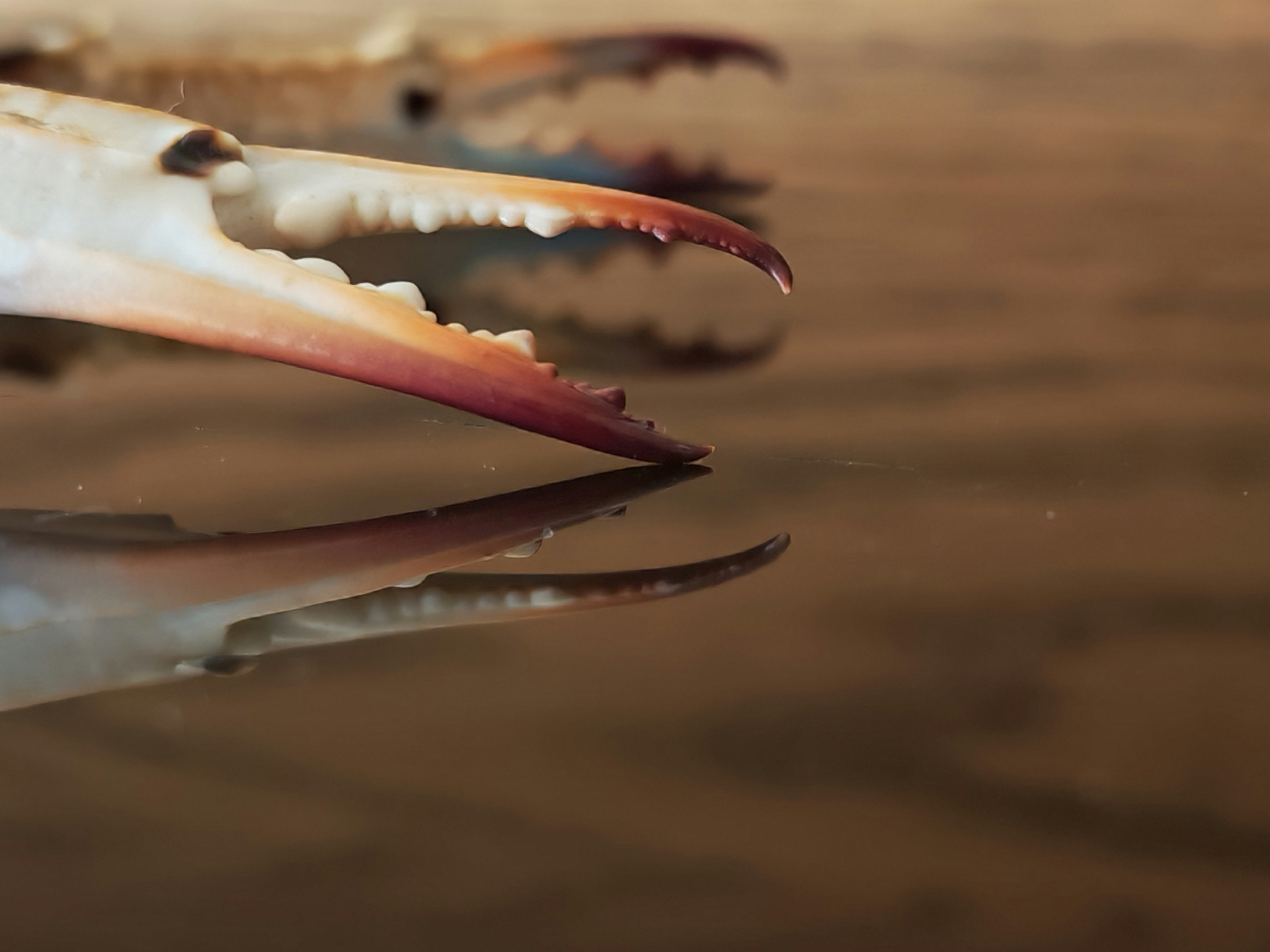 Glimpse of a Snapping Gaze on a Quiet River
