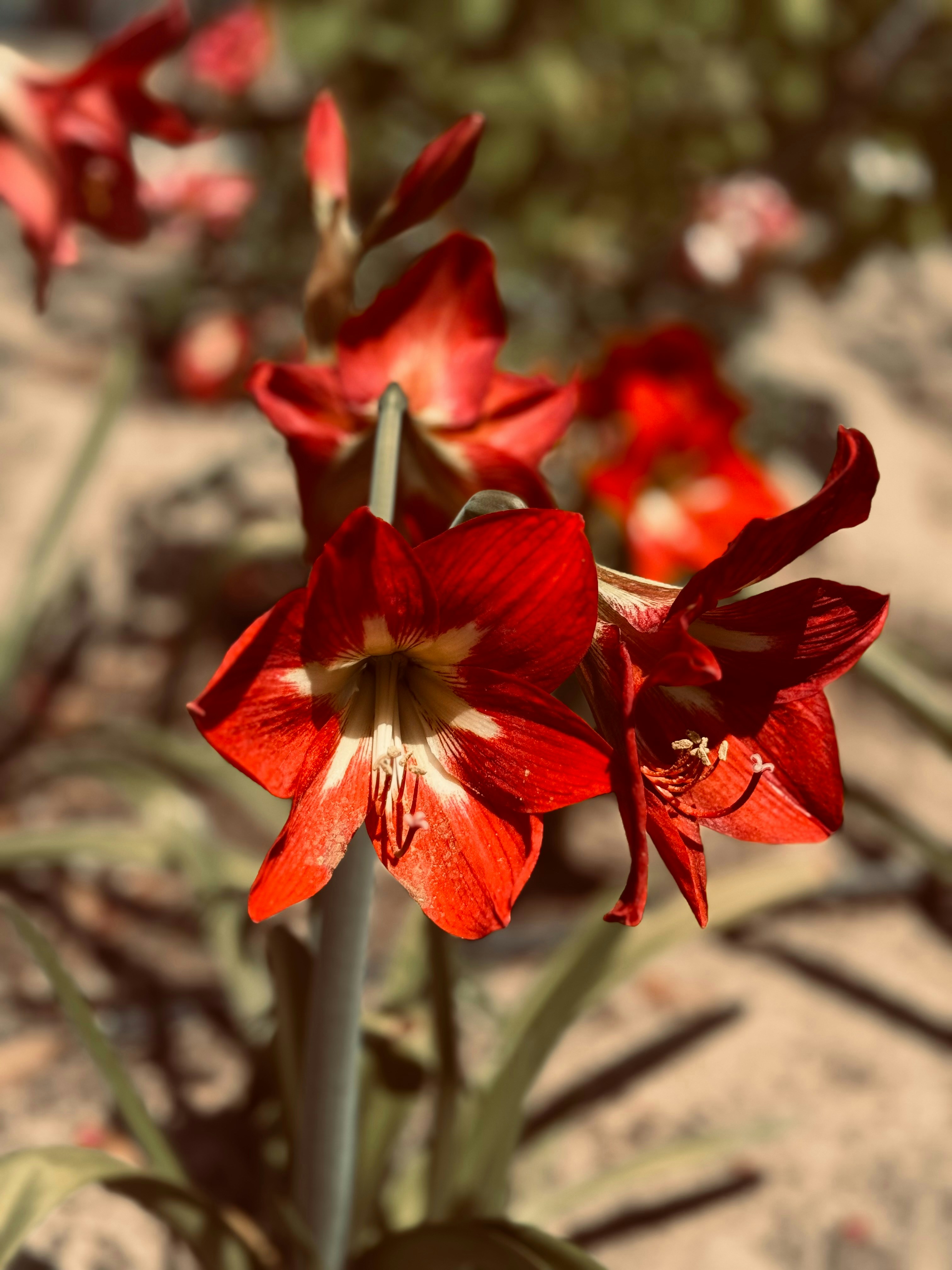 Crimson Bloom: Close-Up of Ardent Red Petals Piercing a Sunlit Garden