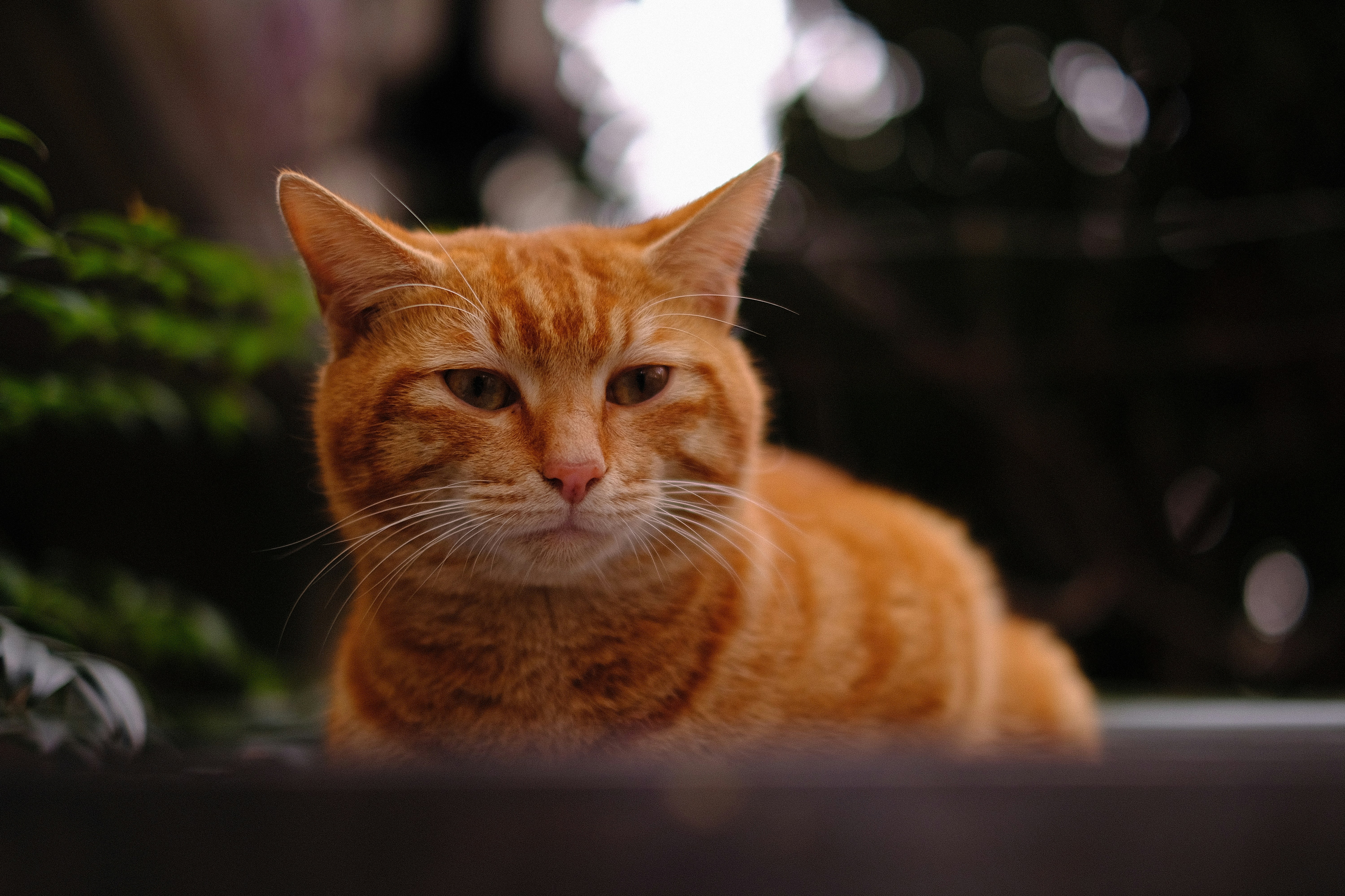 An orange tabby cat rests outdoors with blurred foliage background ...
