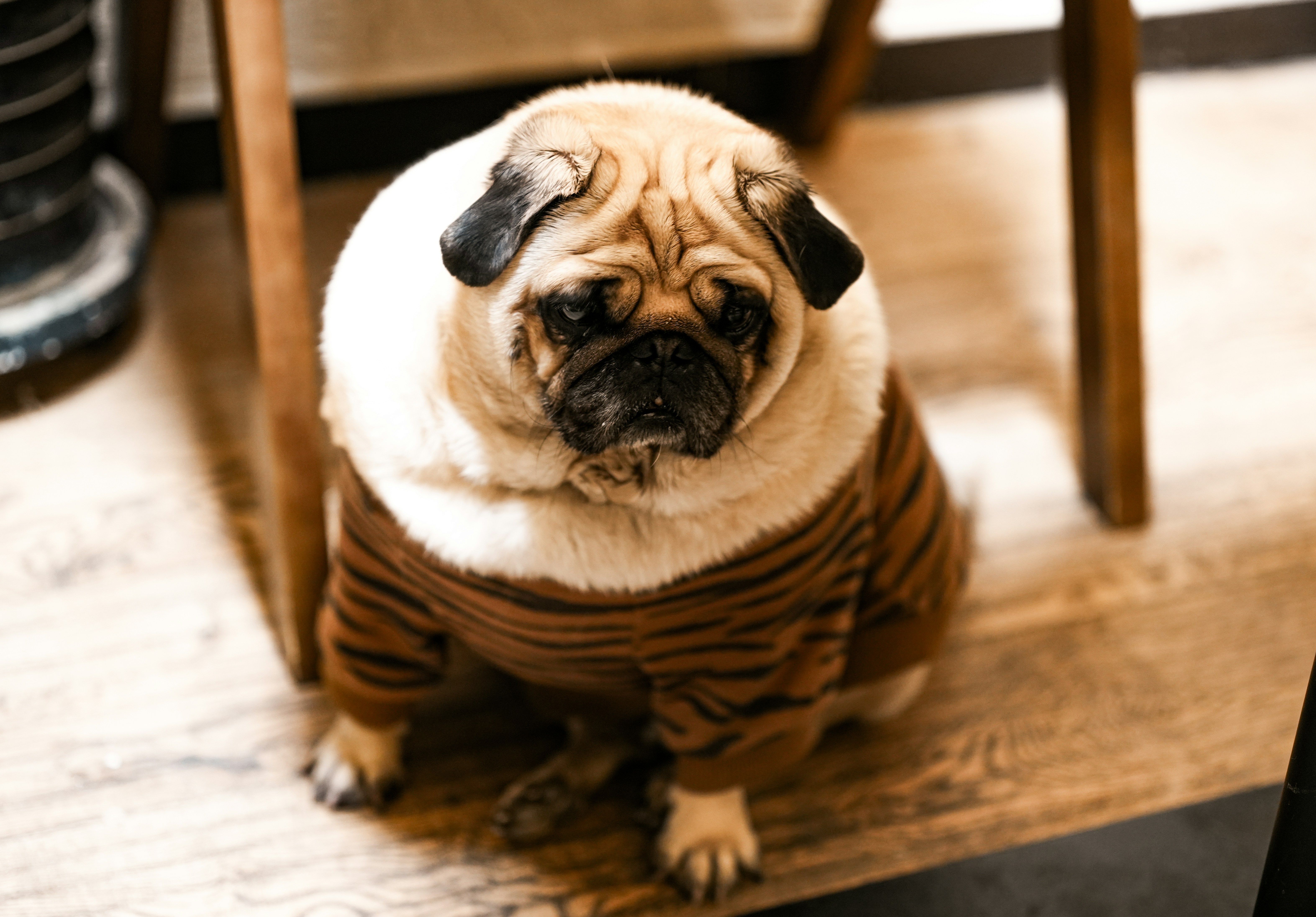 Grounded Pup in a Cozy Tiger-Striped Outfit