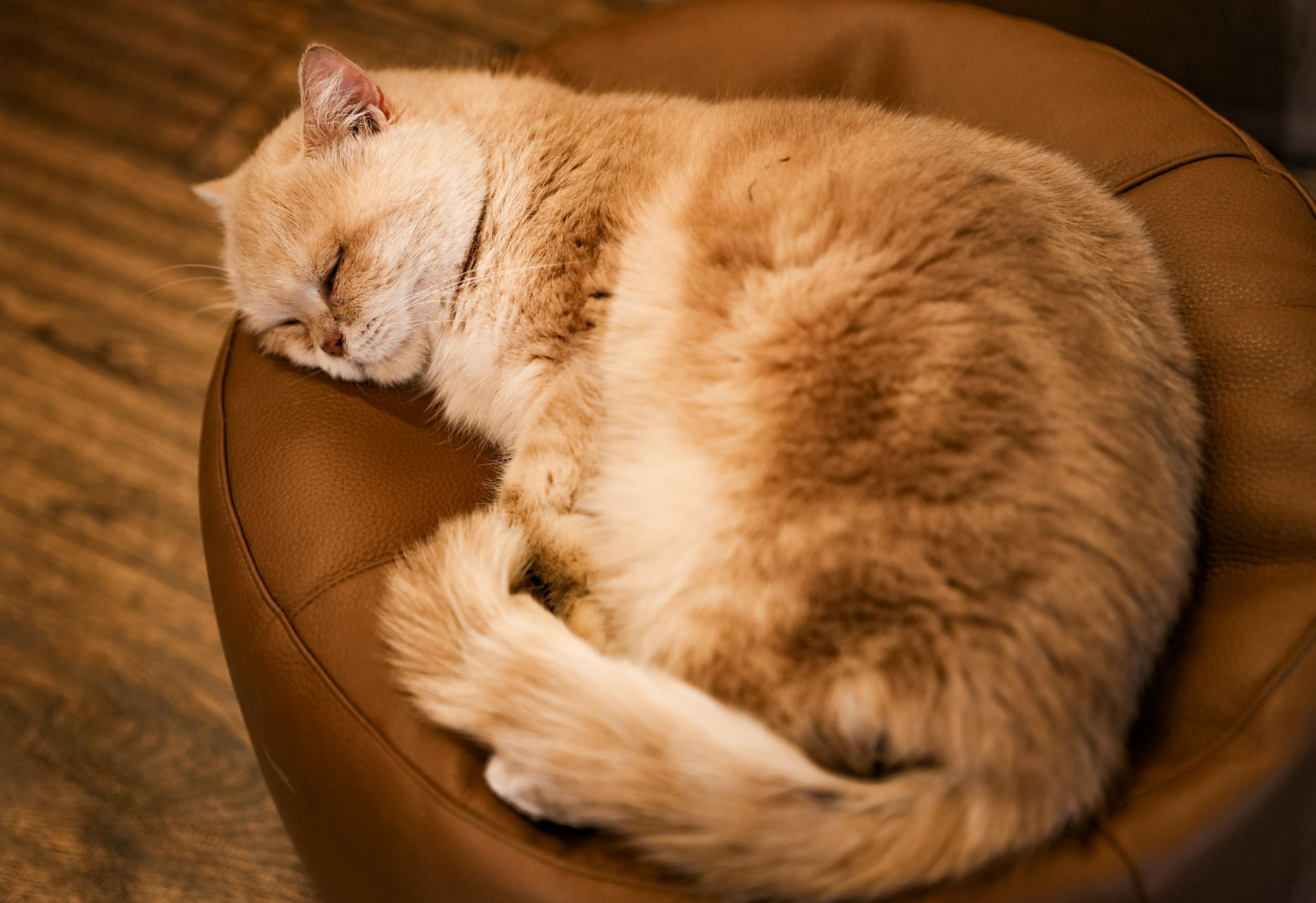 Photo by Wenying Yuan with Sony Alpha 7C II