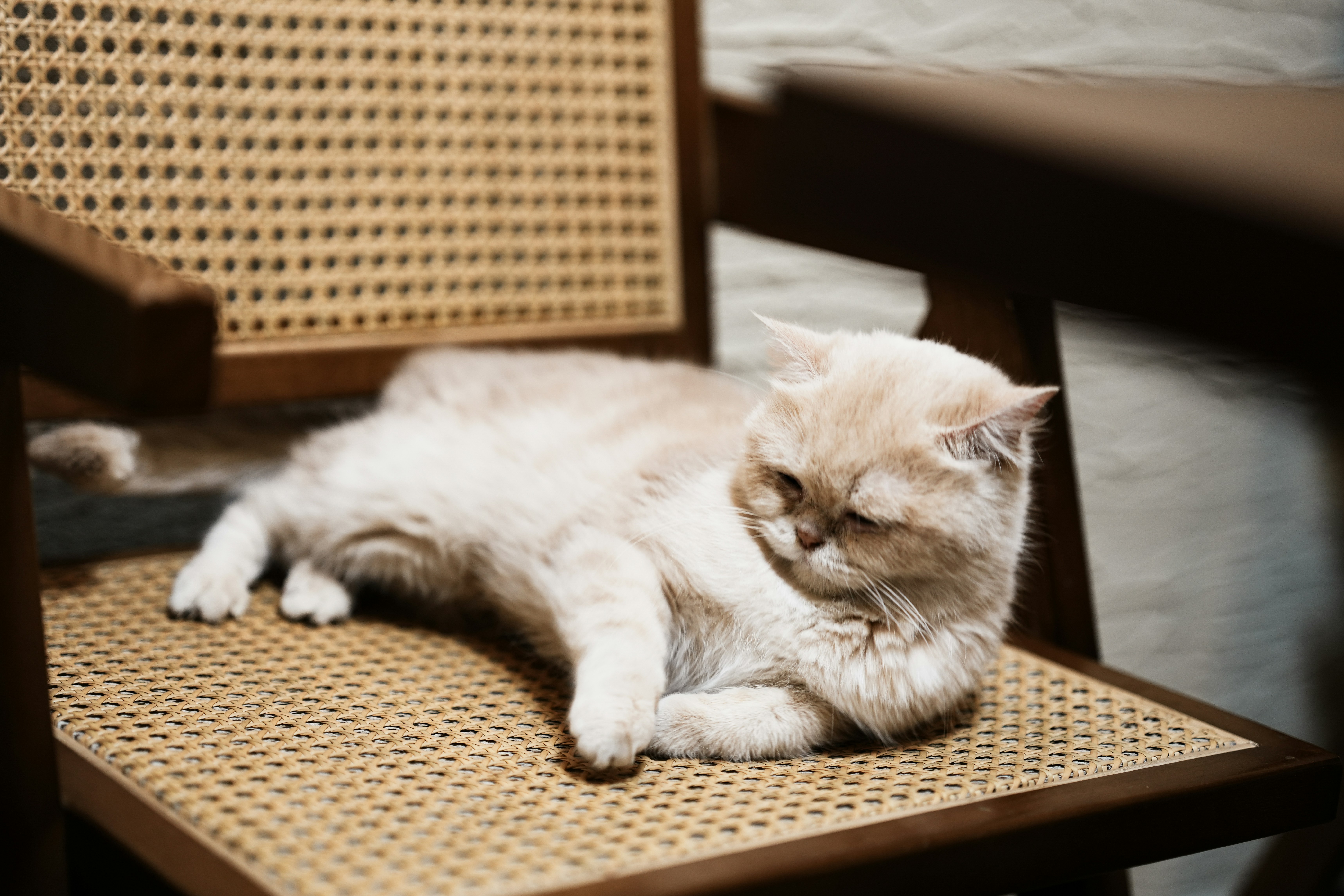 Sunlit Lounge: a Creamy Cat Reposes on a Caned Chair