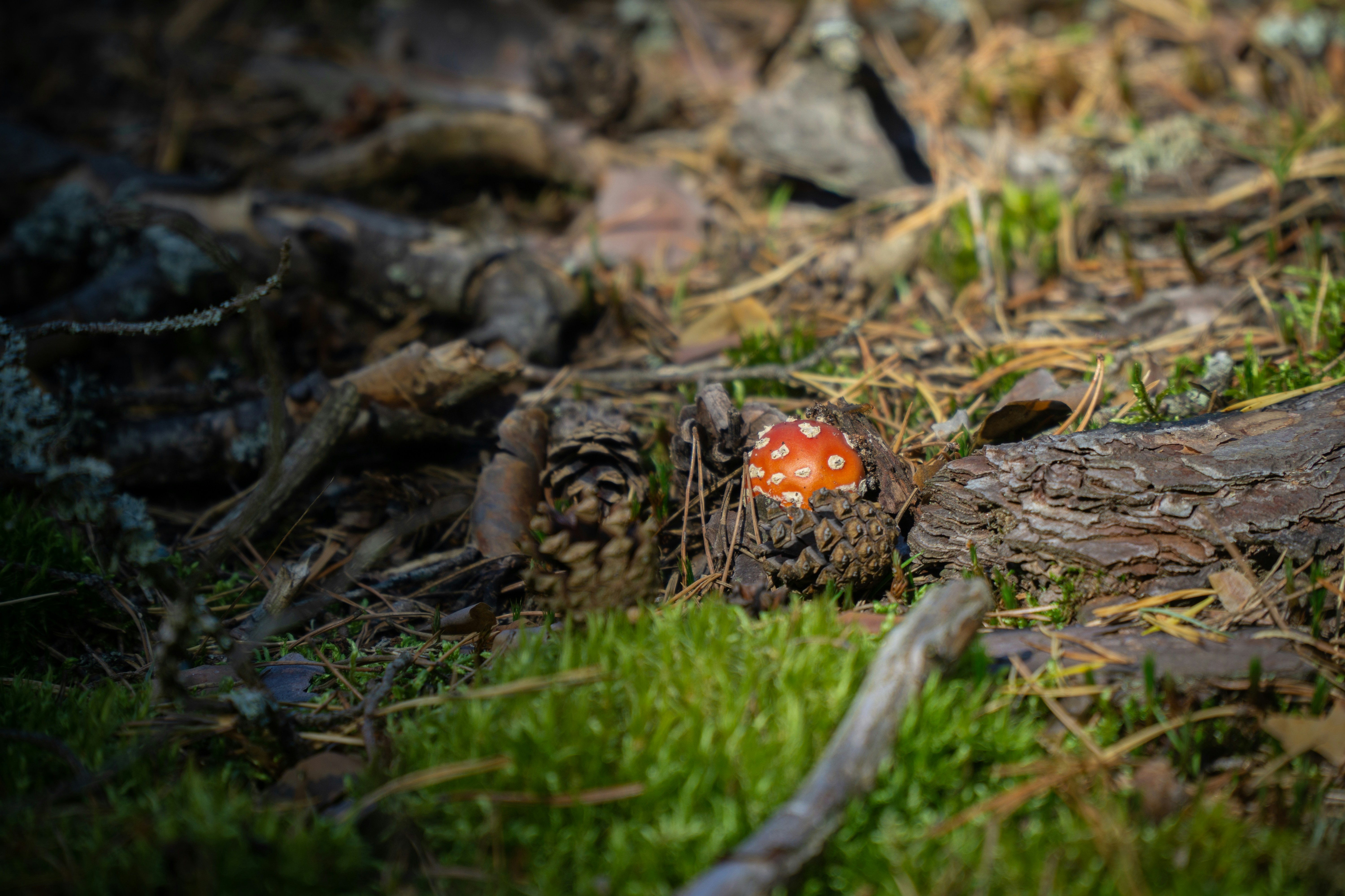 Red-capped Amanita Amid Moss and Logs
