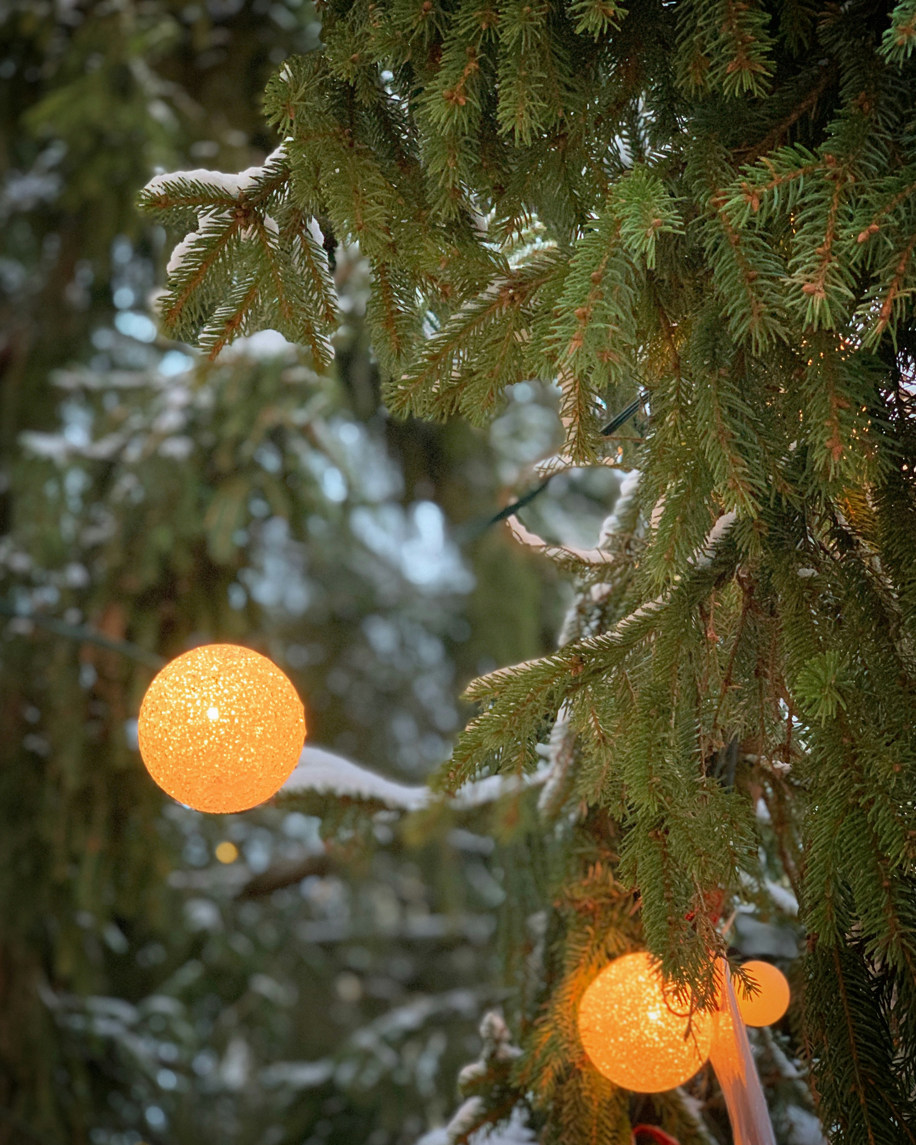 Glowing Orbs Among Snow-Frosted Pine Needles