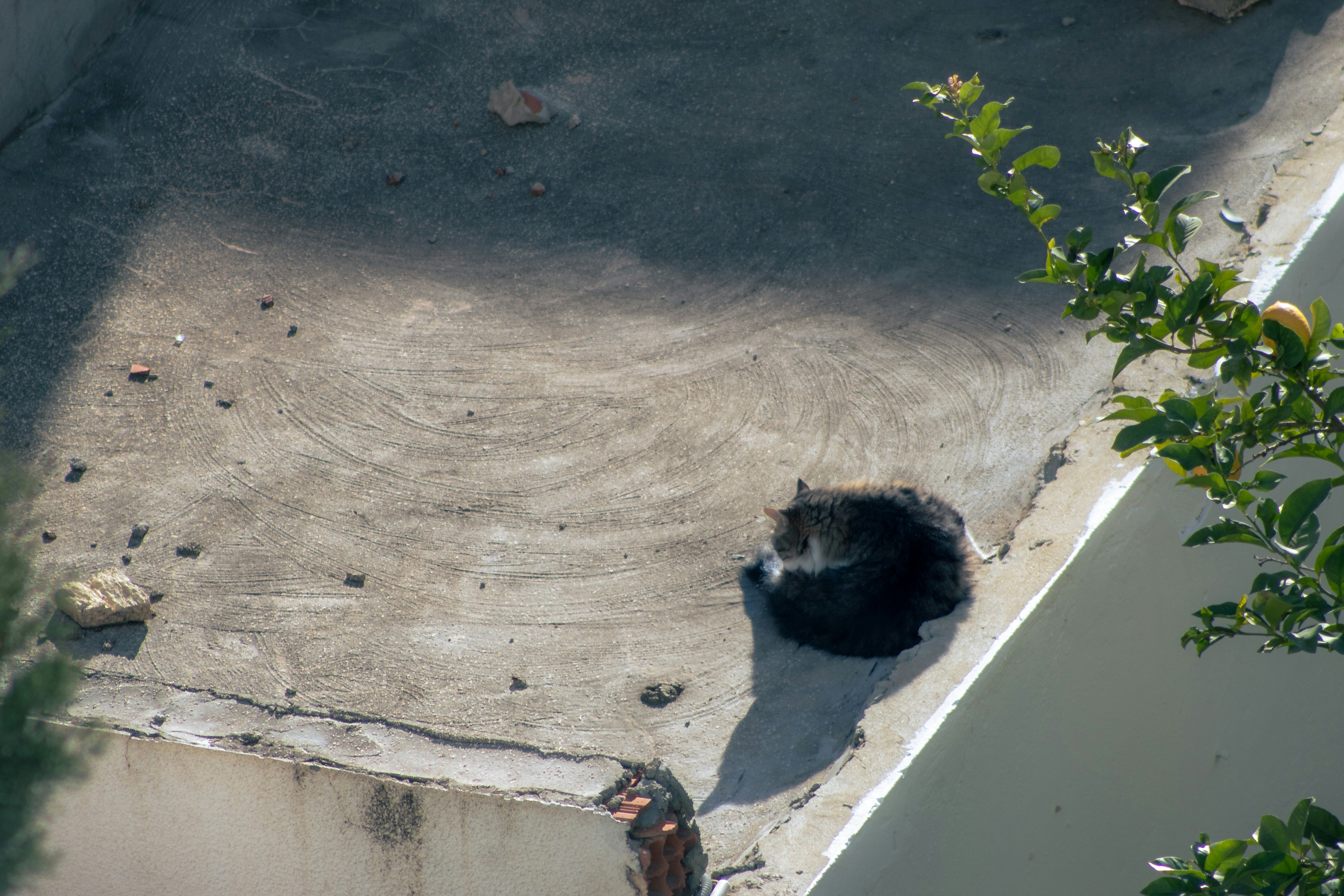 Cracked Concrete Edge with Plant Spotlight