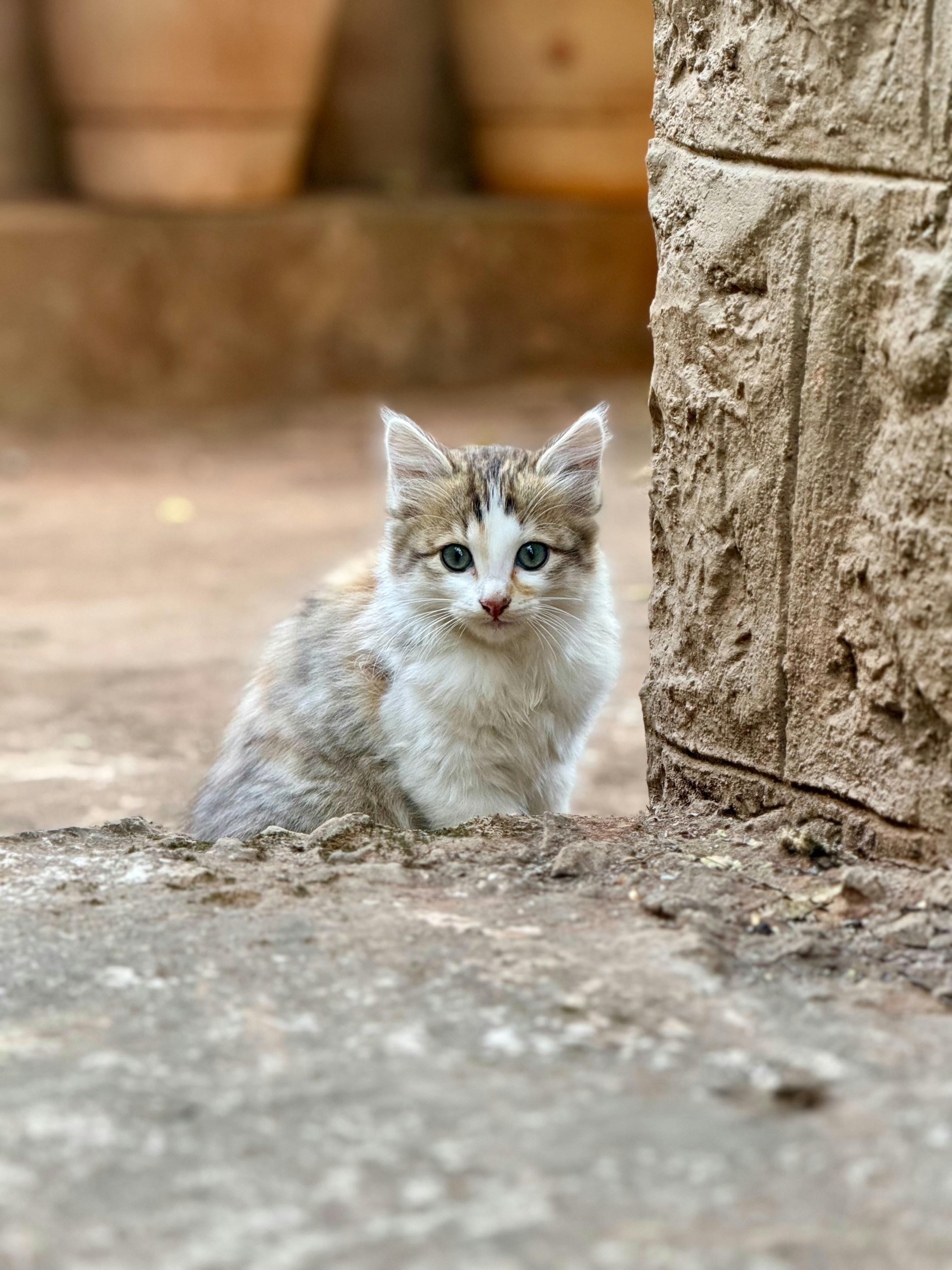 Curious Kitten at the Gate of Earth and Stone