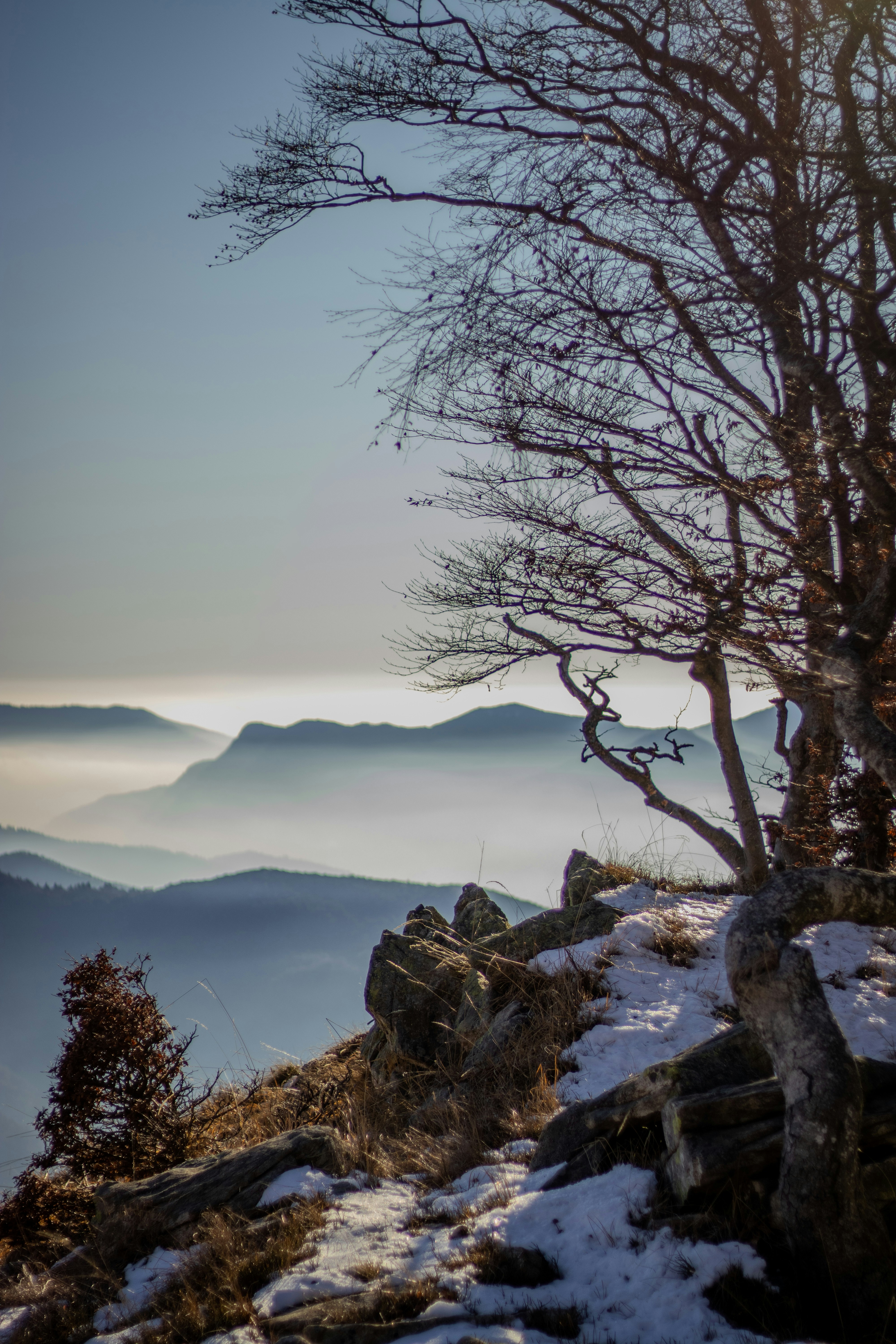 Snowy Ridge at Distant Dawn with Bare Trees Over Fog-Crowned Valleys