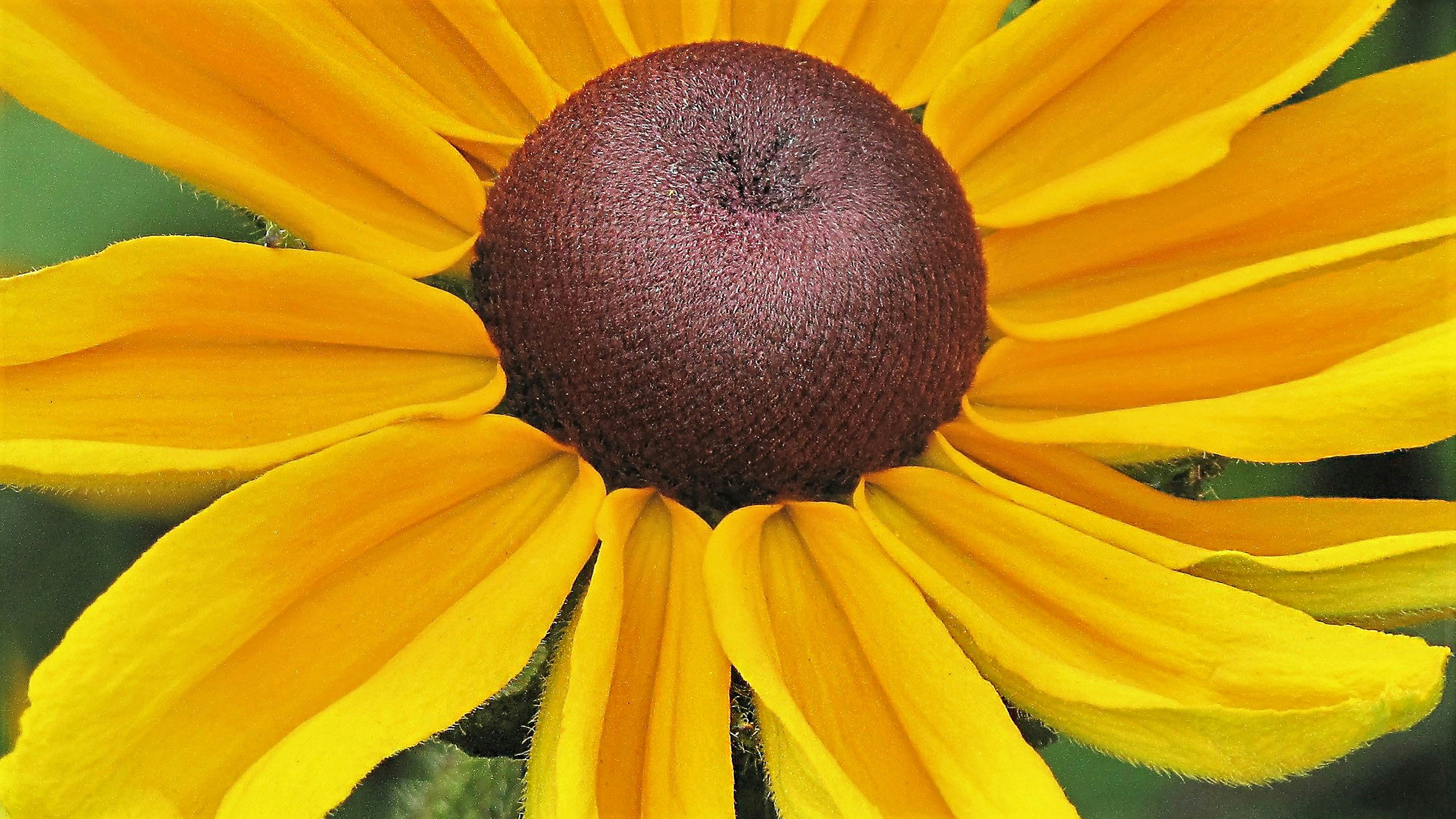 Close-up of a yellow and brown daisy flower.