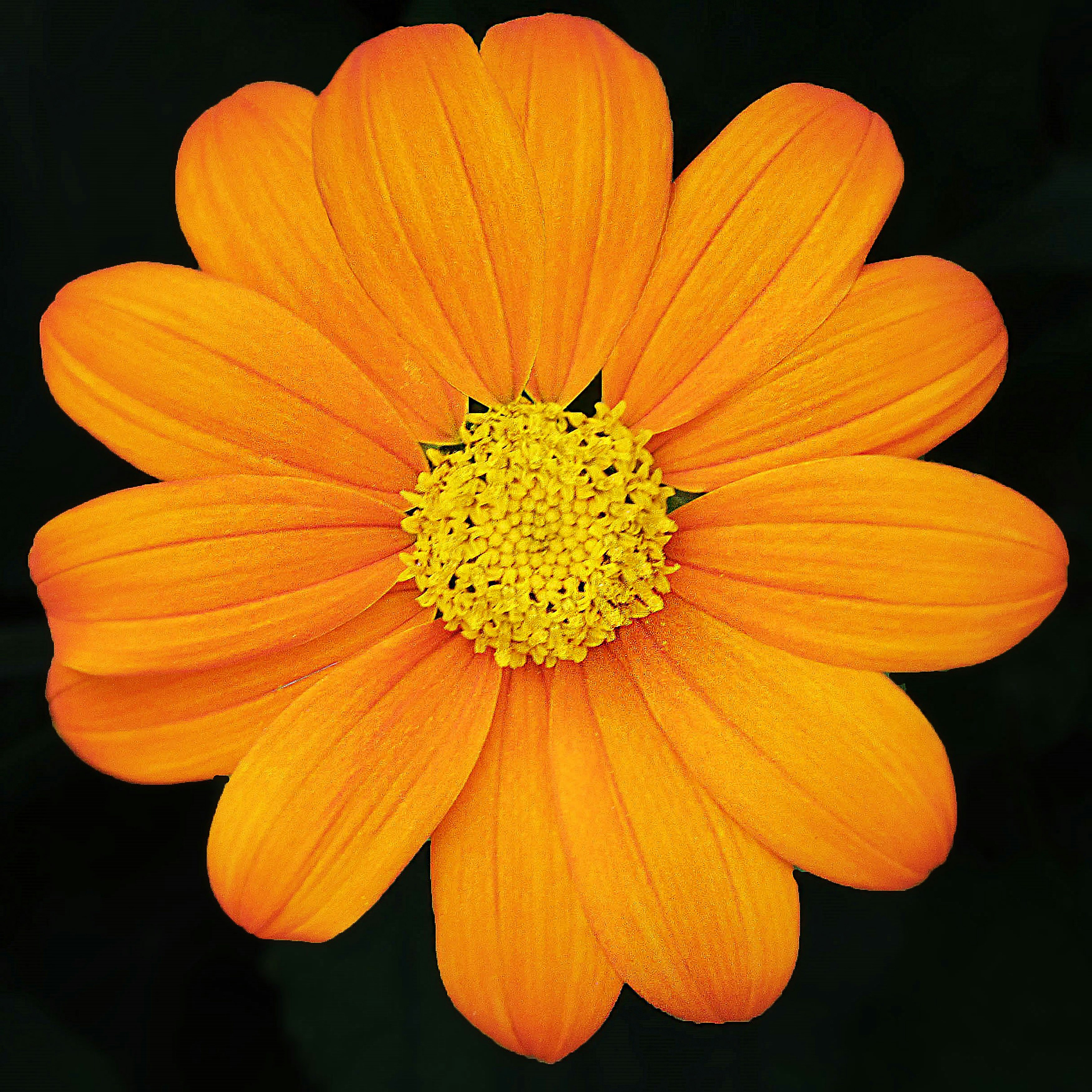 A vibrant orange daisy with a yellow center.