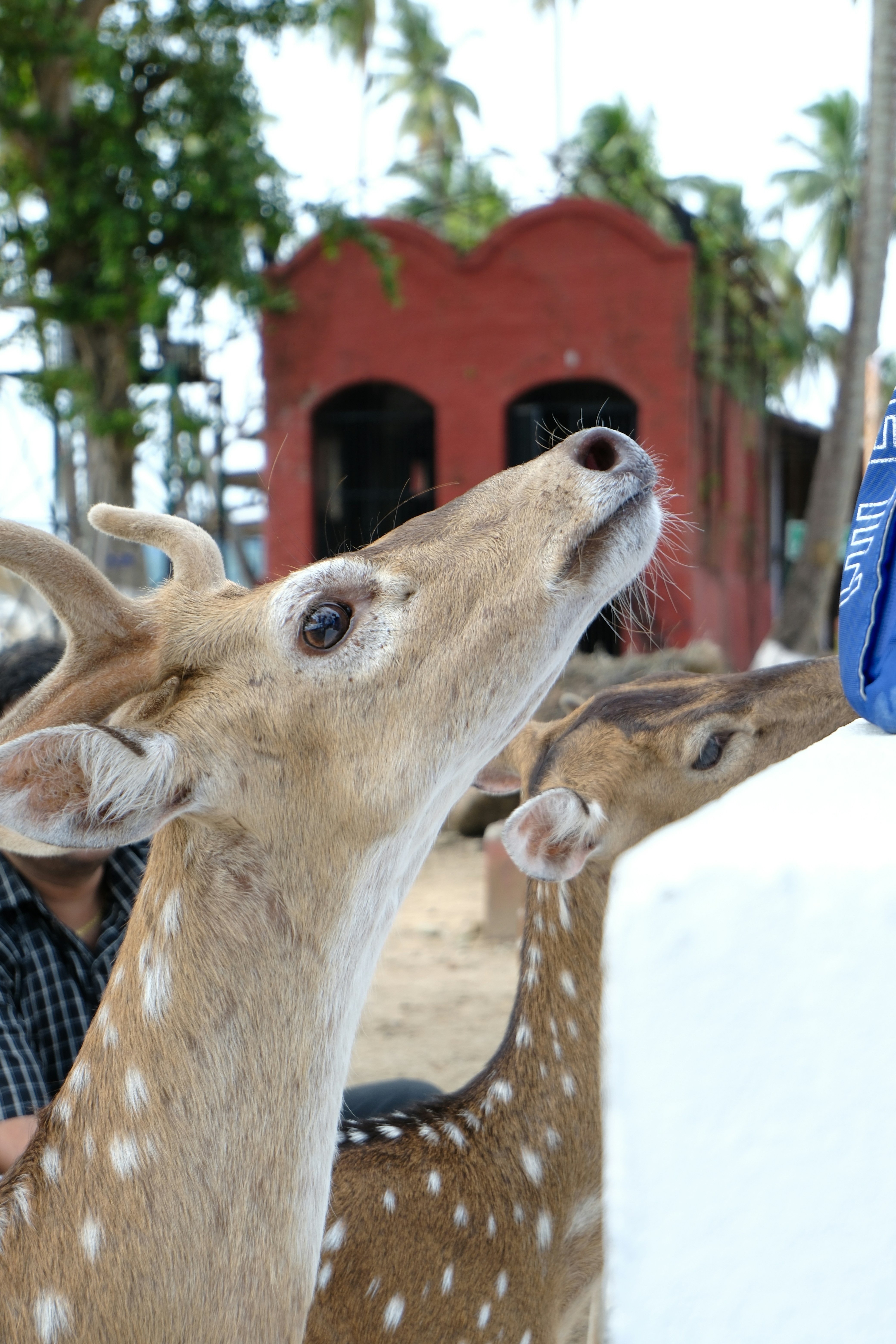 Curious Deer Nosing the Feed at a Sunny Outpost