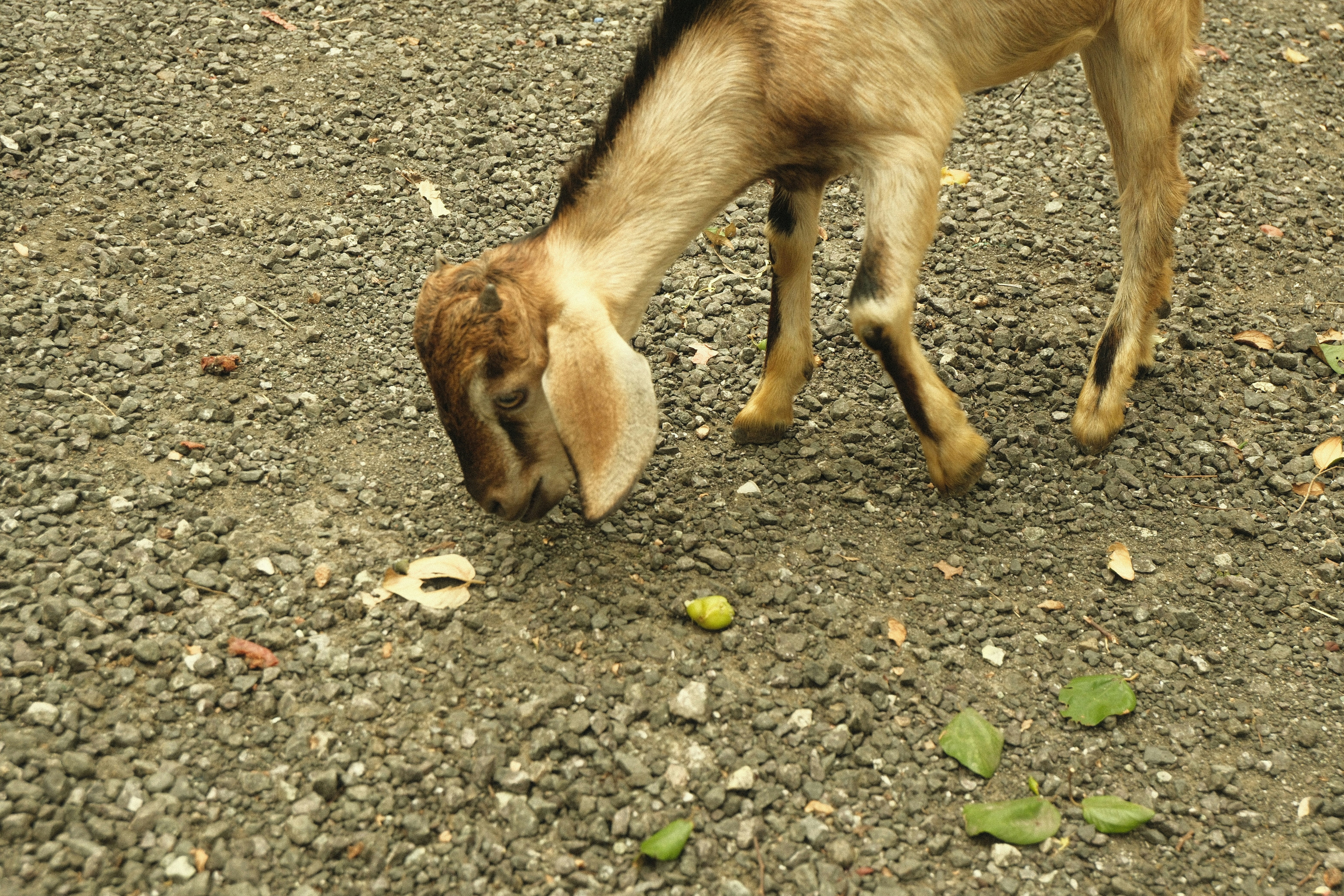 Low-angle Moment: A Beagle Sniffing the Gravel Path