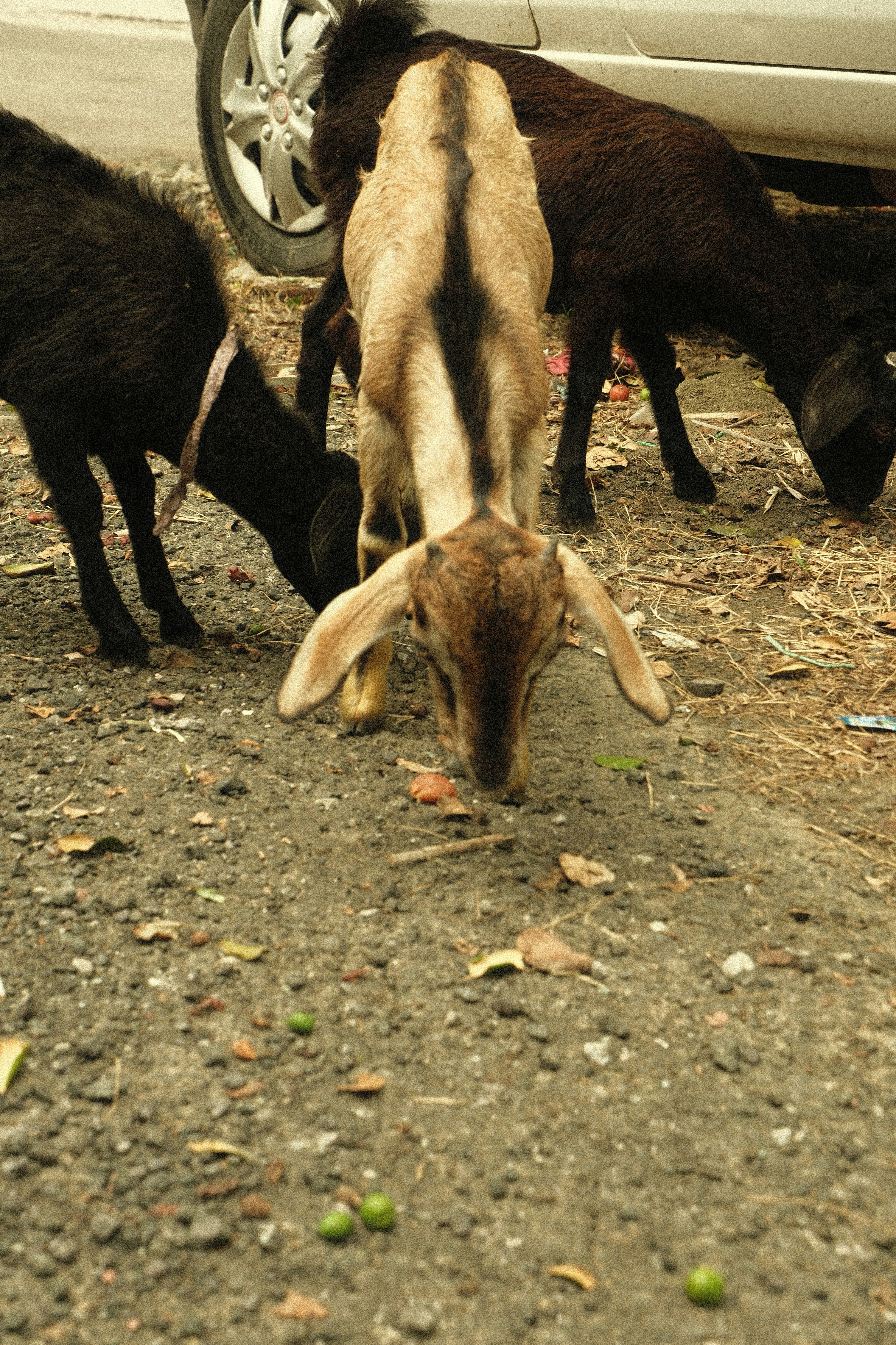 Midday Forage: A Trio of Goats Scouring a Faintly Sunny Dirt Road